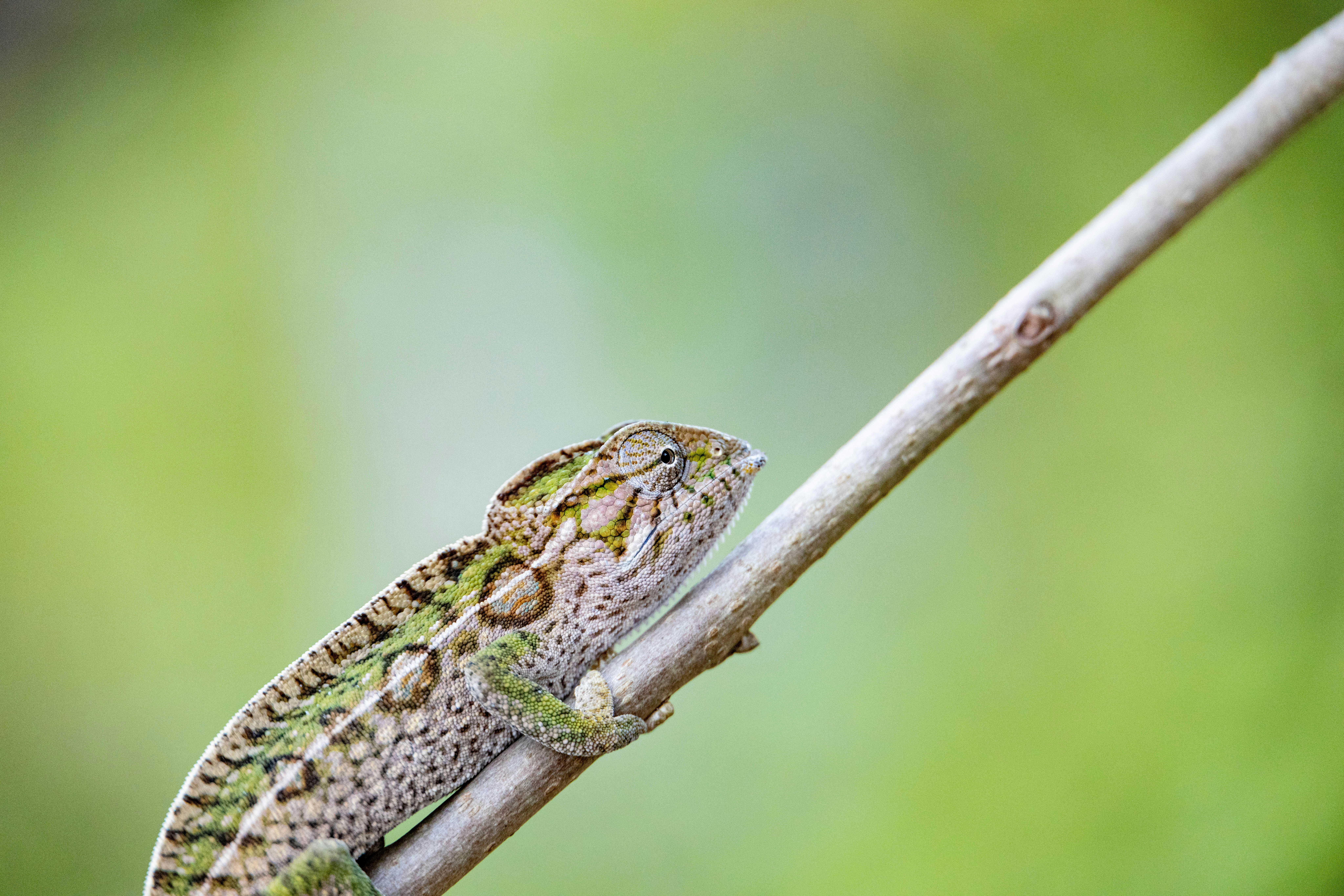 Streaked Gecko on a Bare Branch