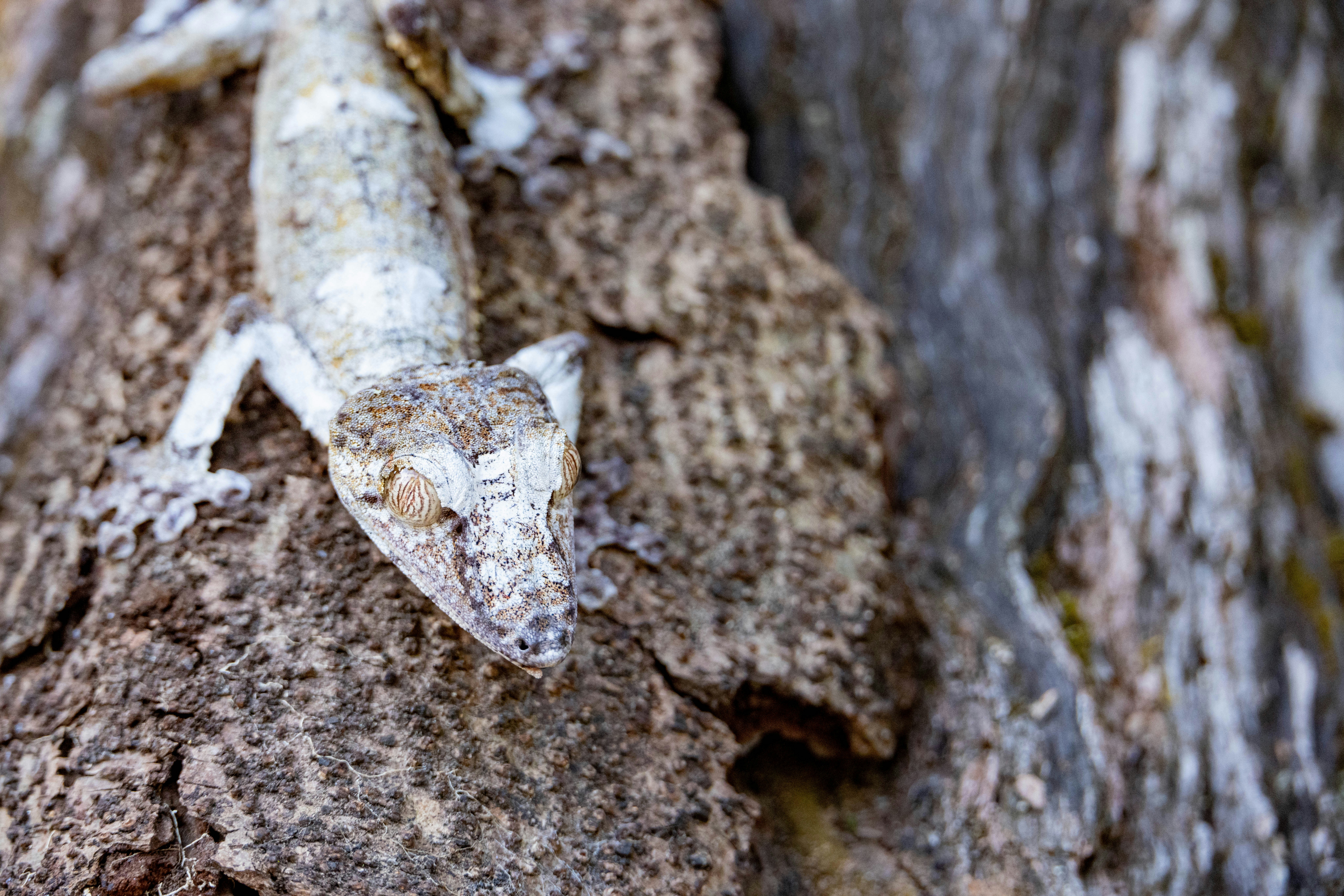 Camouflaged Lizard Clinging to Tree Surface
