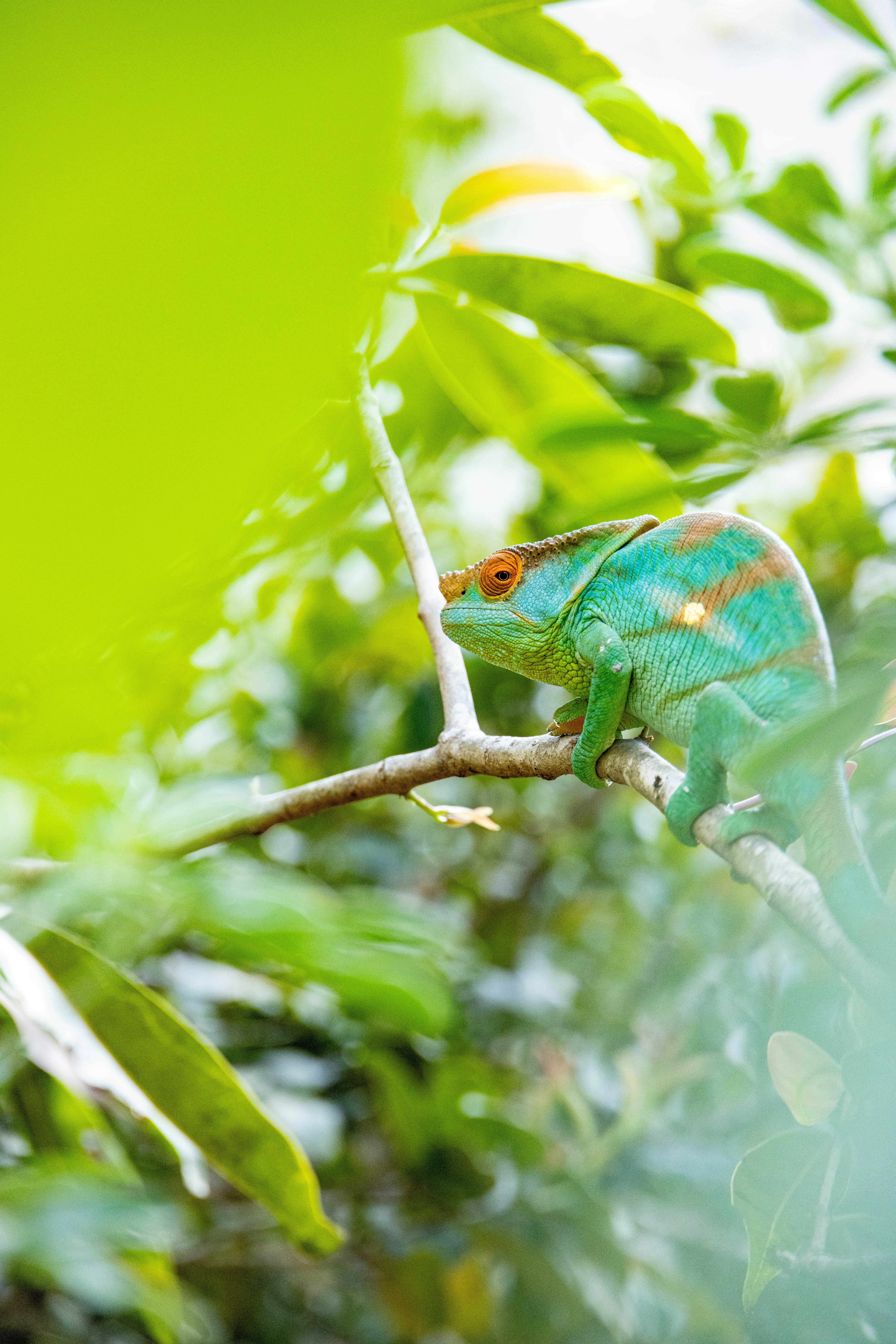 Emerald Crested Quiet: A Chameleon at Dappled Light