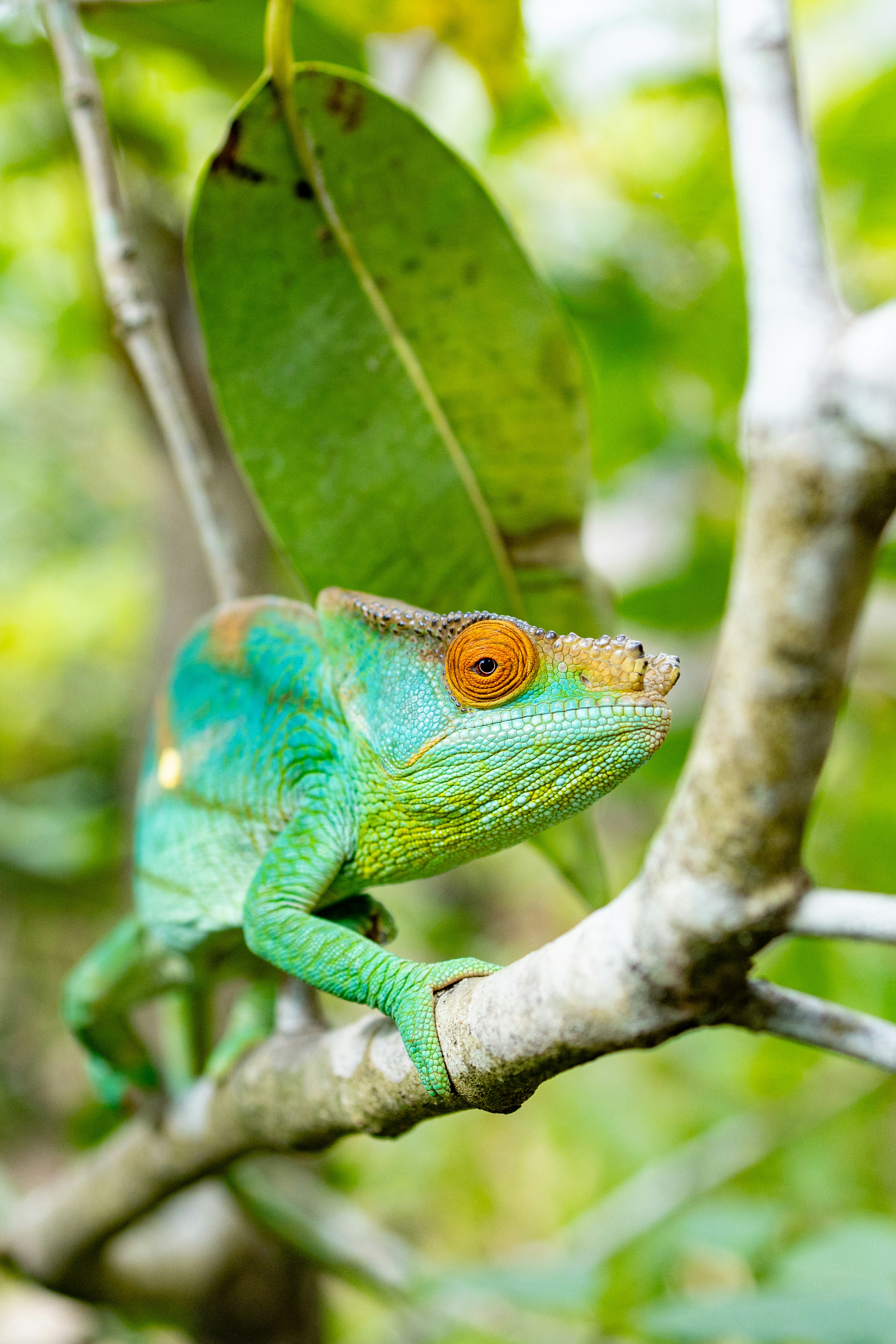 Emerald Crested Stare: A Chameleon perched on a sunlit branch