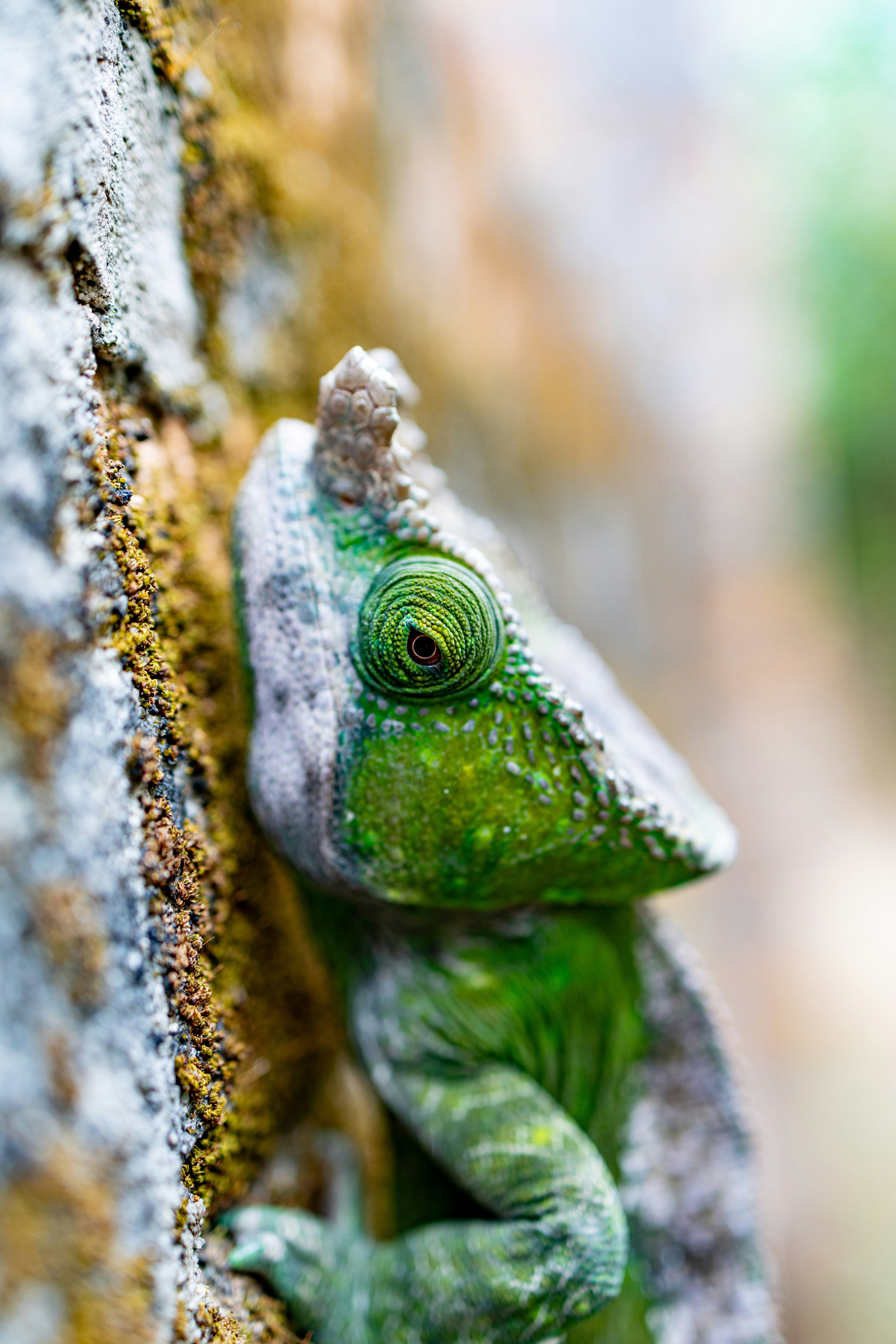 Emerald Gaze: A Green Chameleon Clinging to Mossy Bark