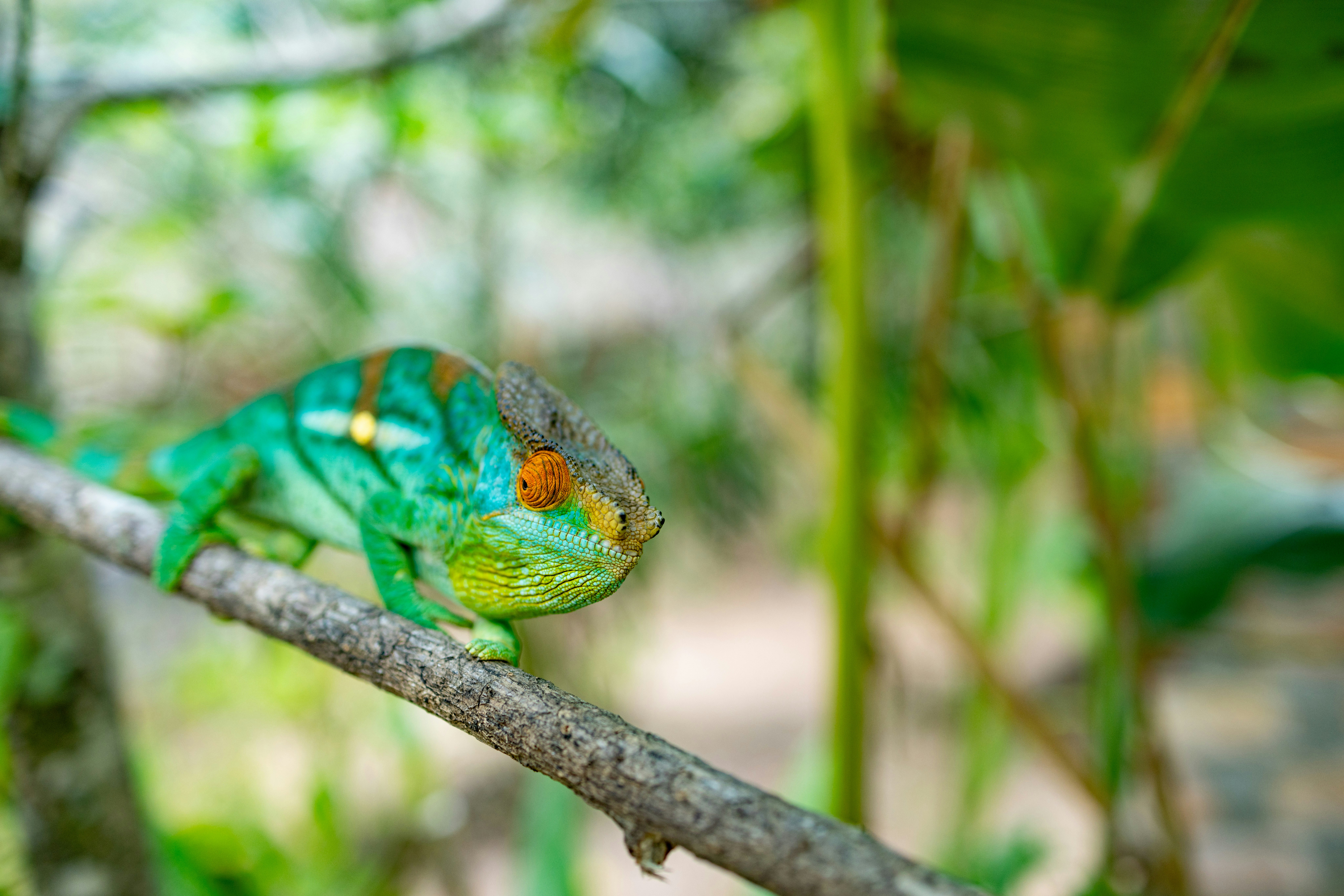 Emerald Gaze: A Green Chameleon Resting on a Branch