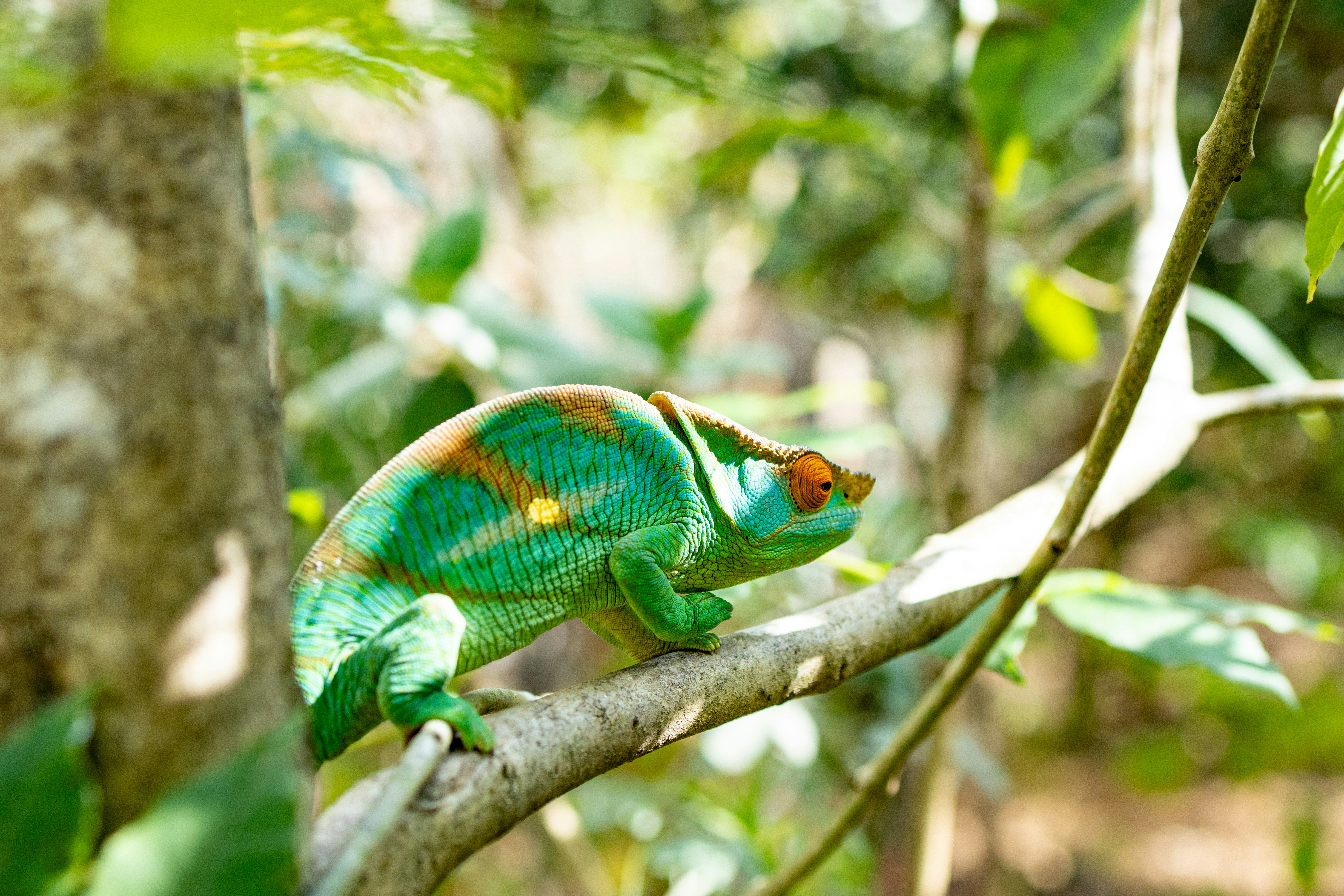 Emerald Veiled in Light: A Green Basilisk Poised on a Branch