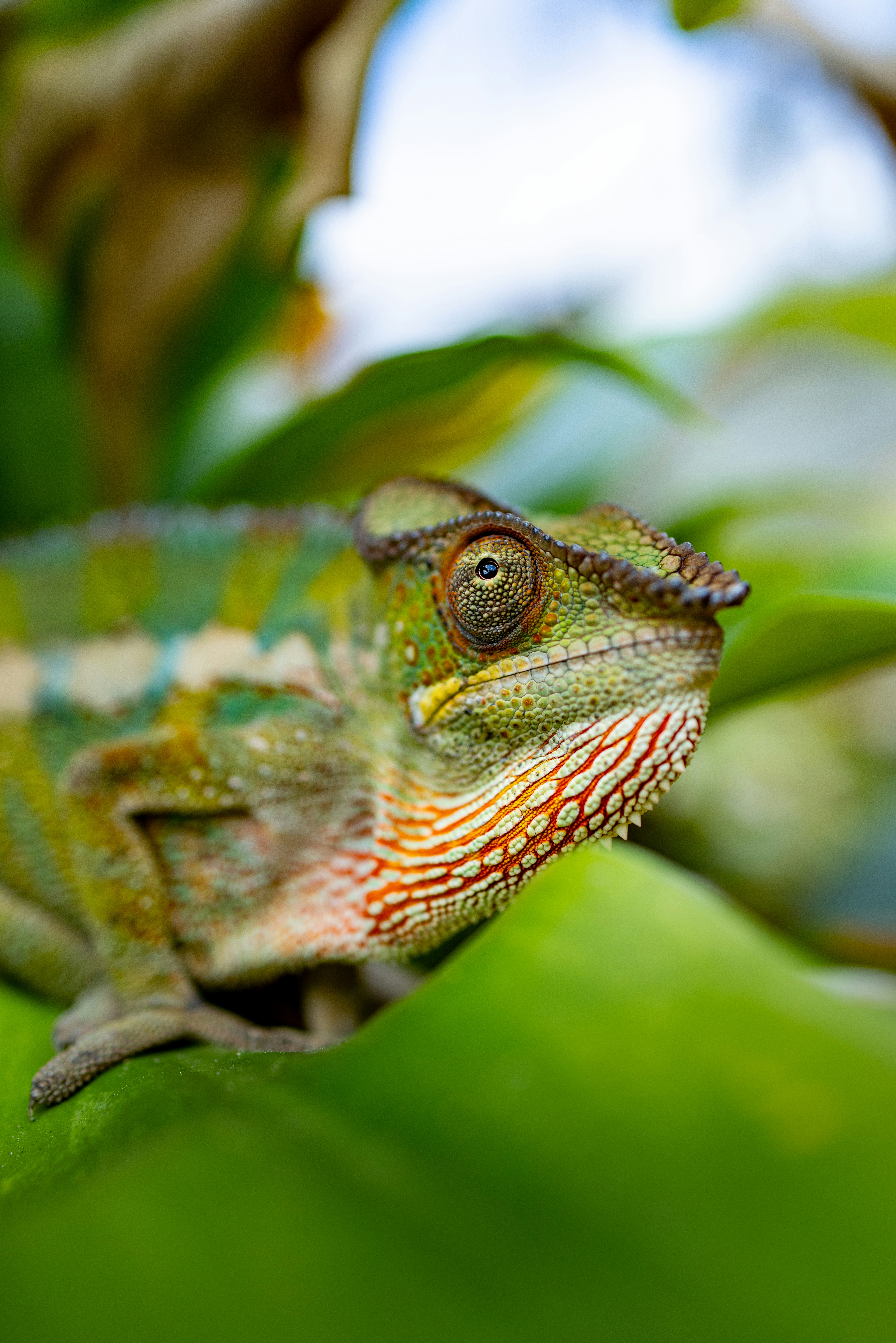 Close-Up of a Colorful Crested Lizard Amid Green Foliage