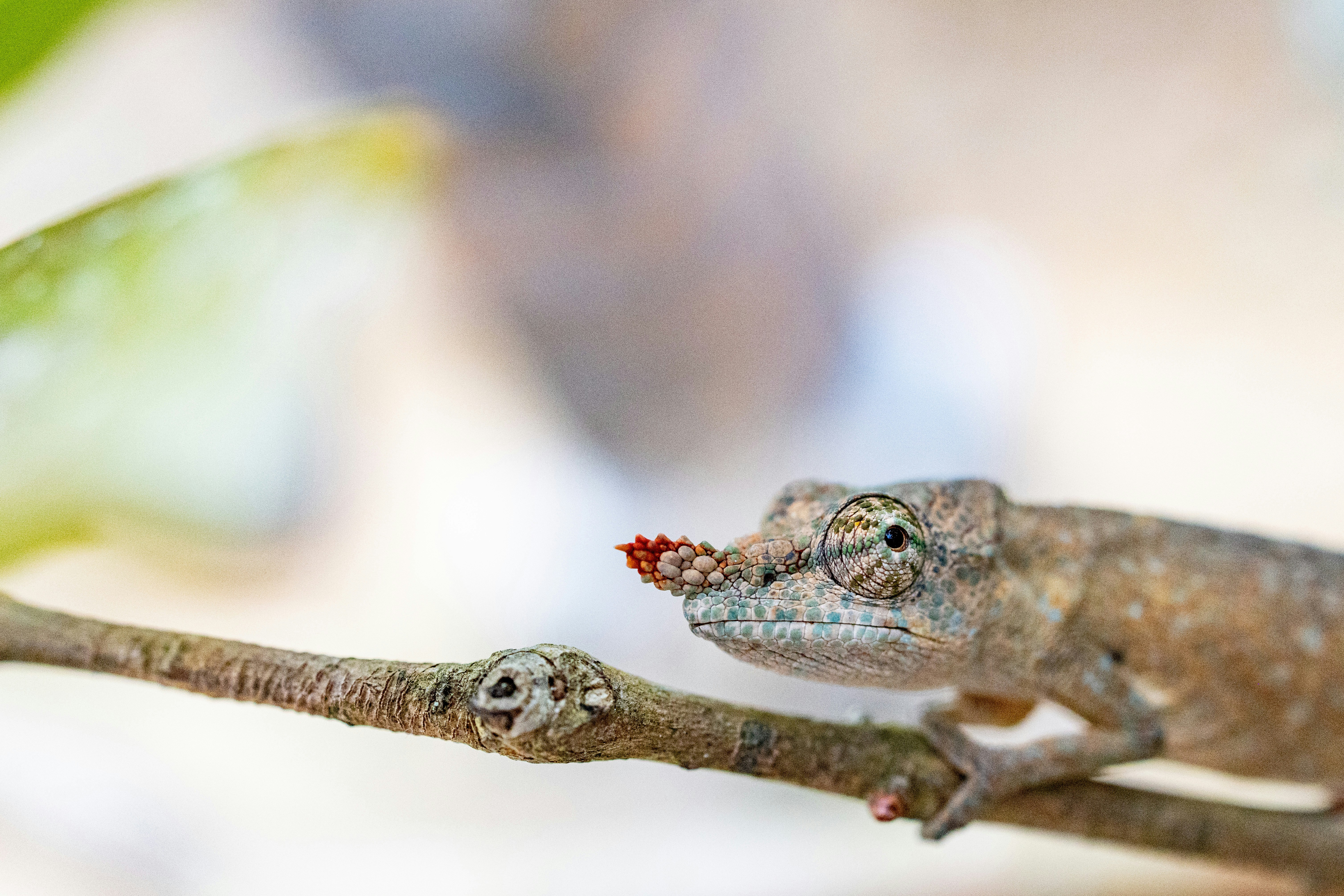 Two tiny lizard on a sunlit branch, one reaching toward a tiny flower bud