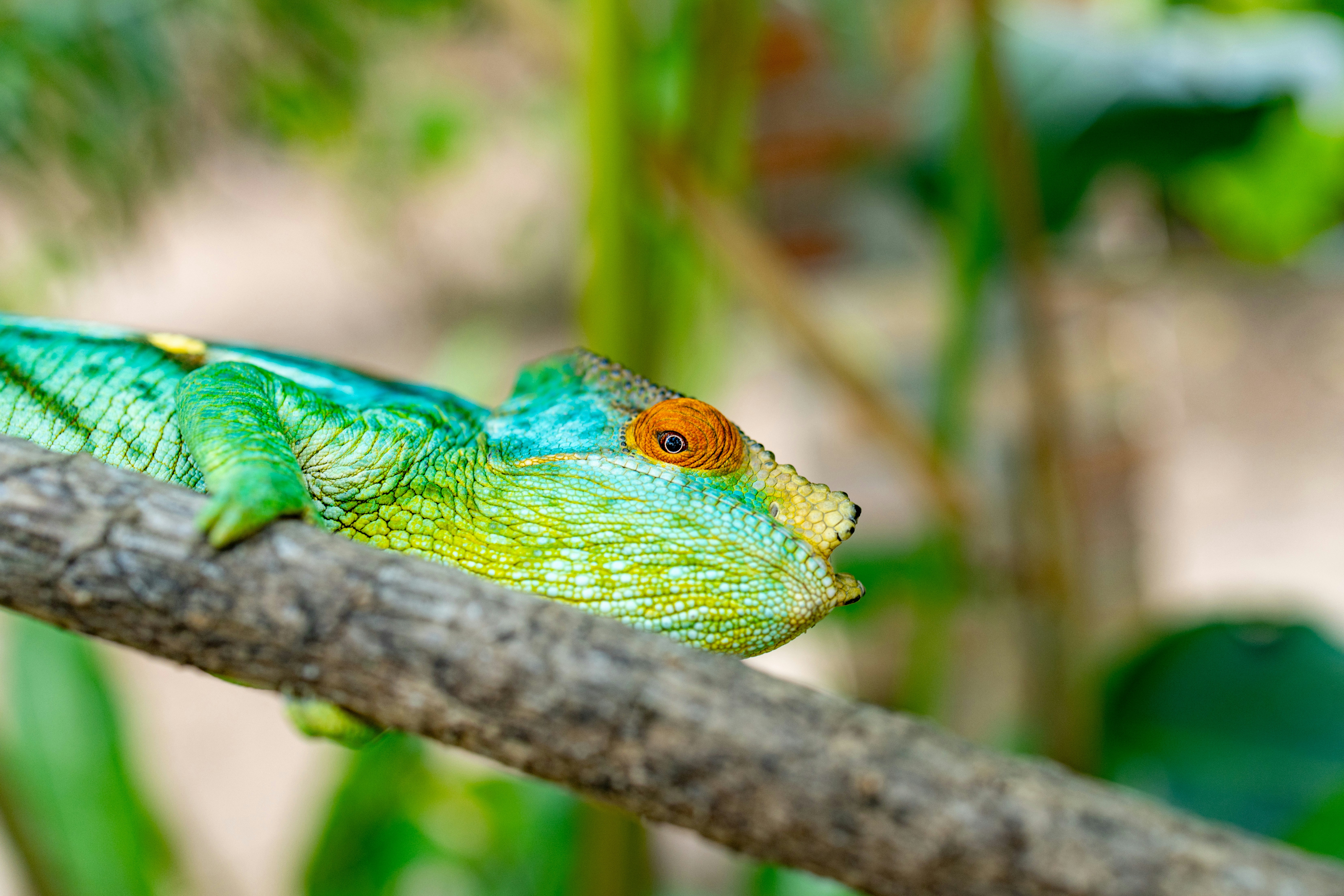 Emerald Chameleon in Focus: Sunlit Texture on a Quiet Branch