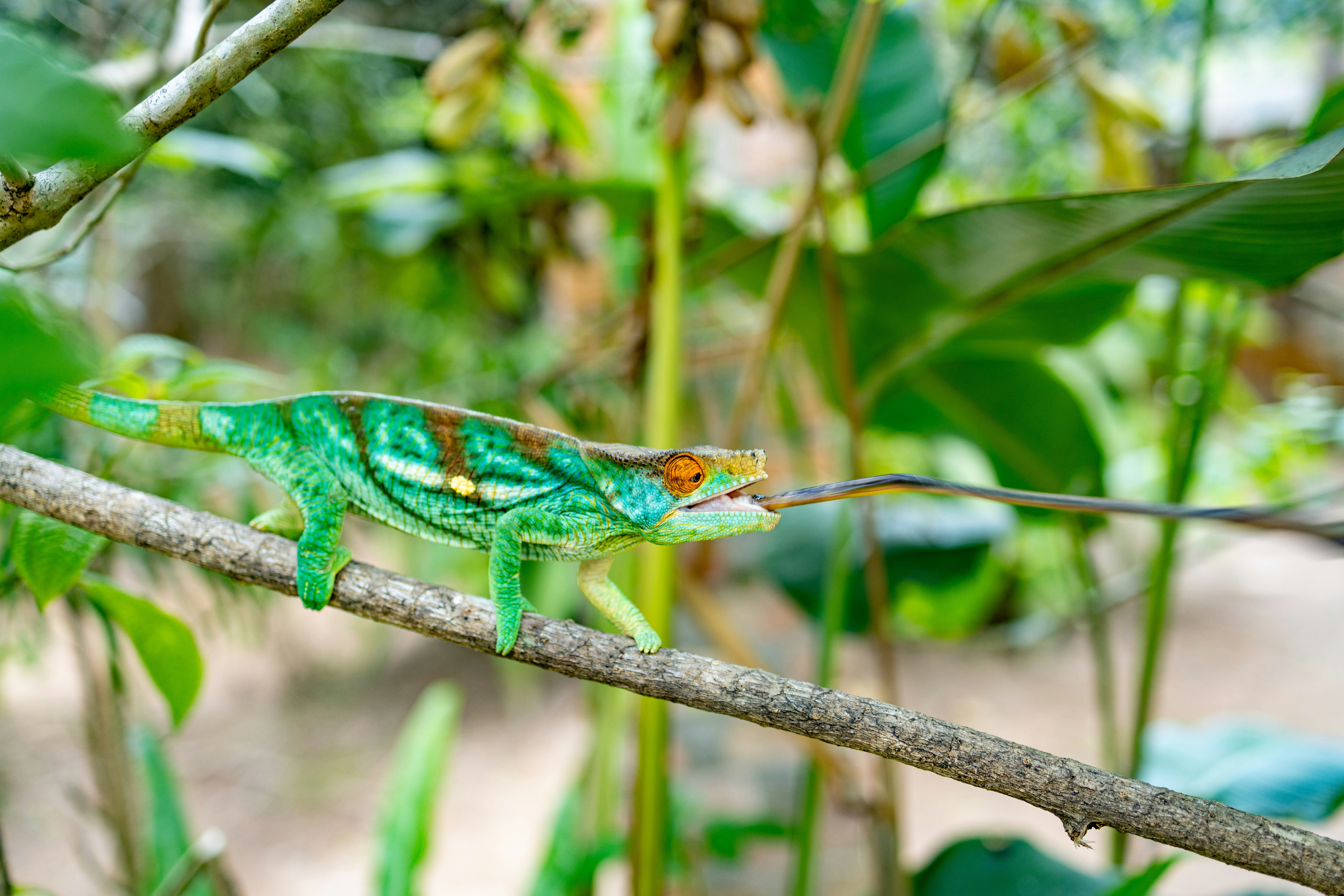Emerald Lizard on a Cinnamon Branch