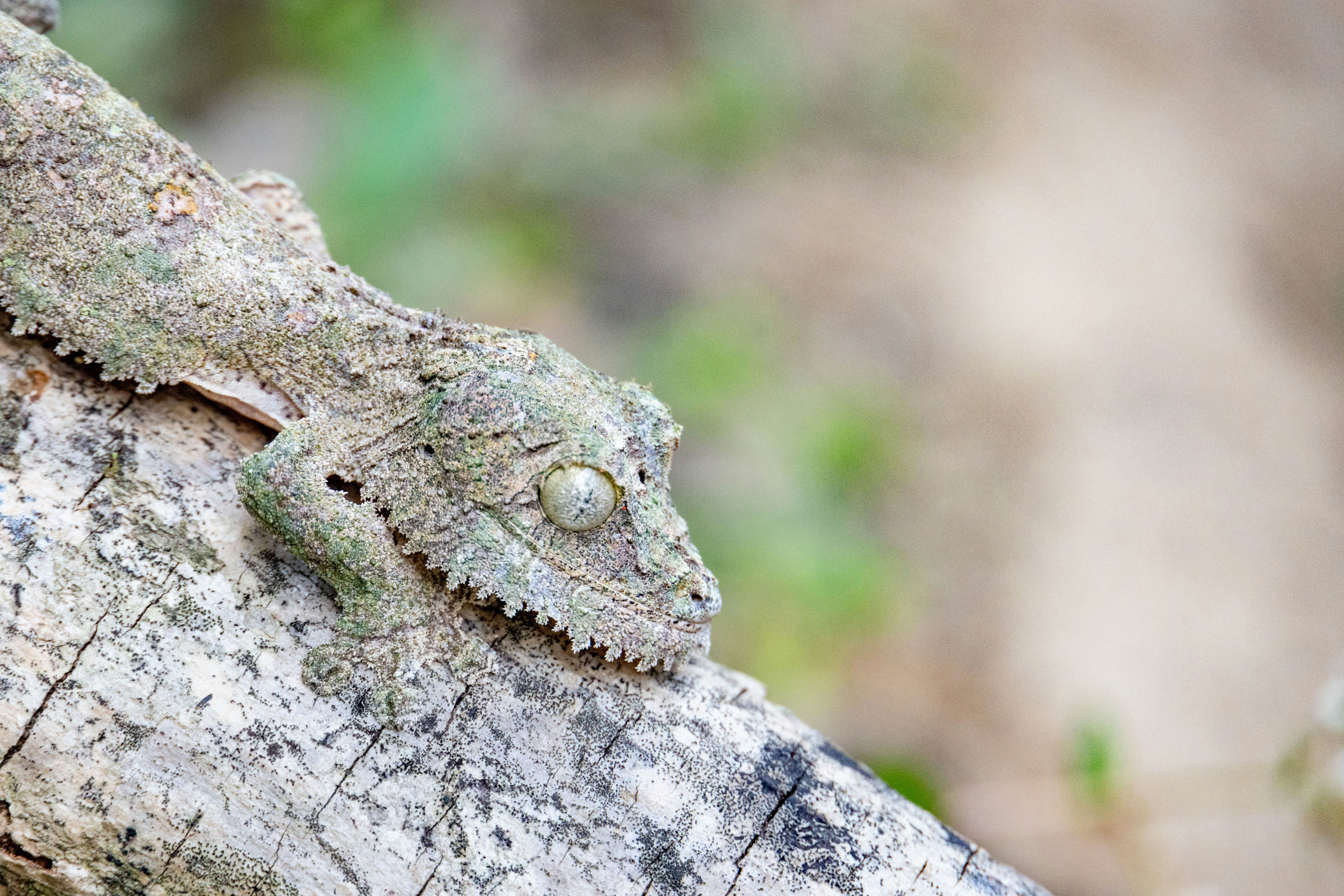Stone-Patterned Camouflage: A Gecko's Quiet Perch on Weathered Bark