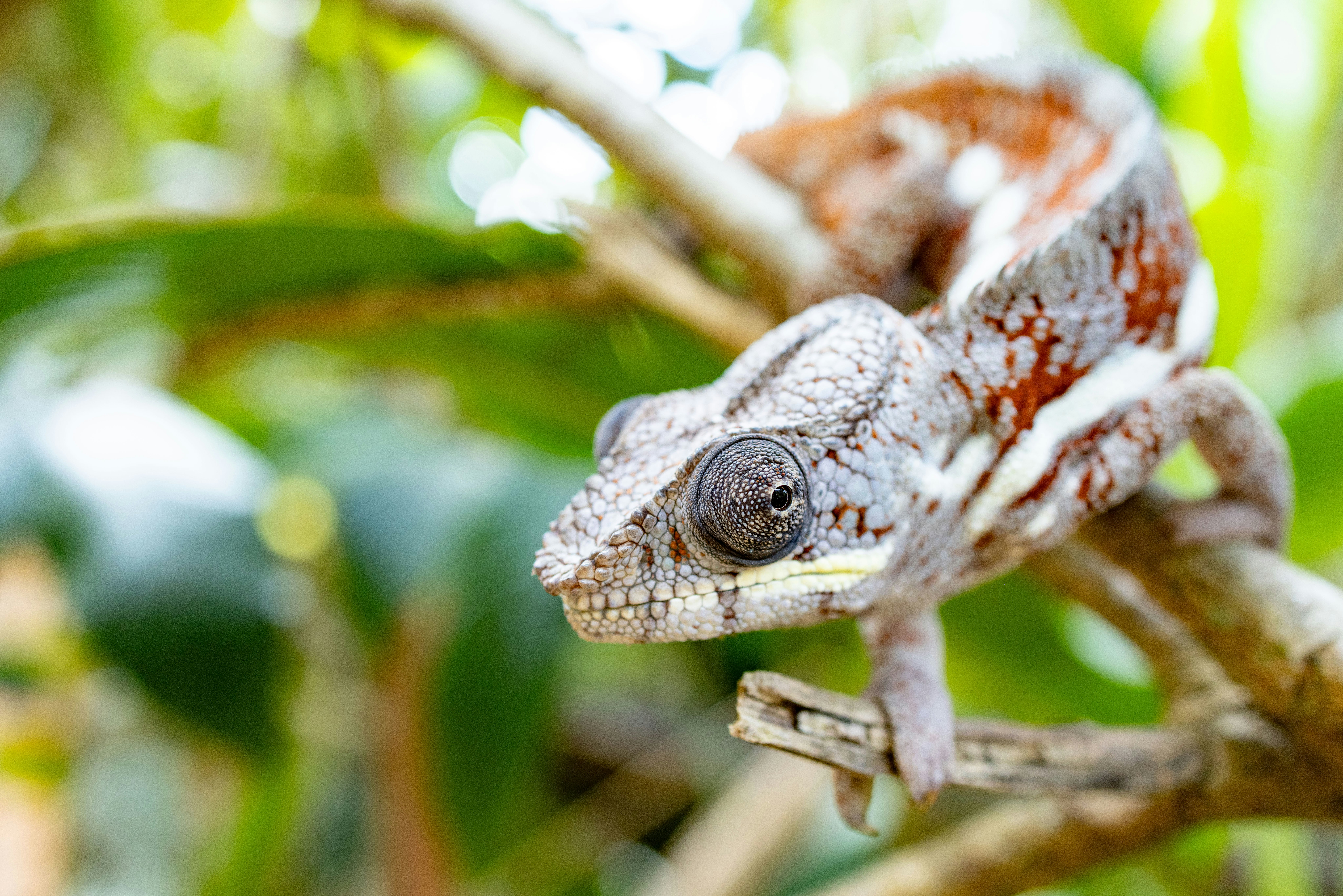 Close-up of a Camouflaged Gecko with Textured Skin and Leafy Backdrop