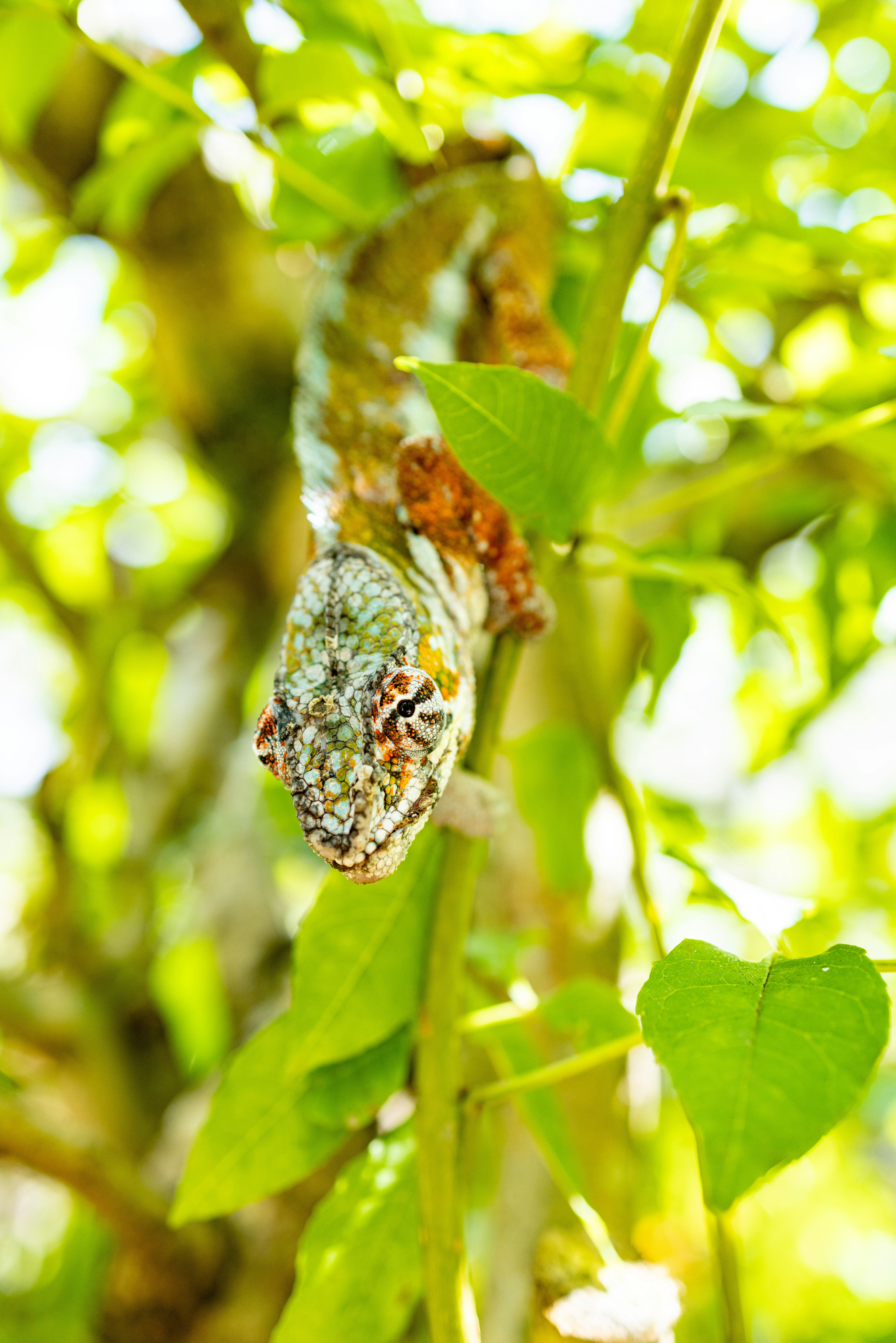 Camouflaged Moonlit Gecko on a Vine