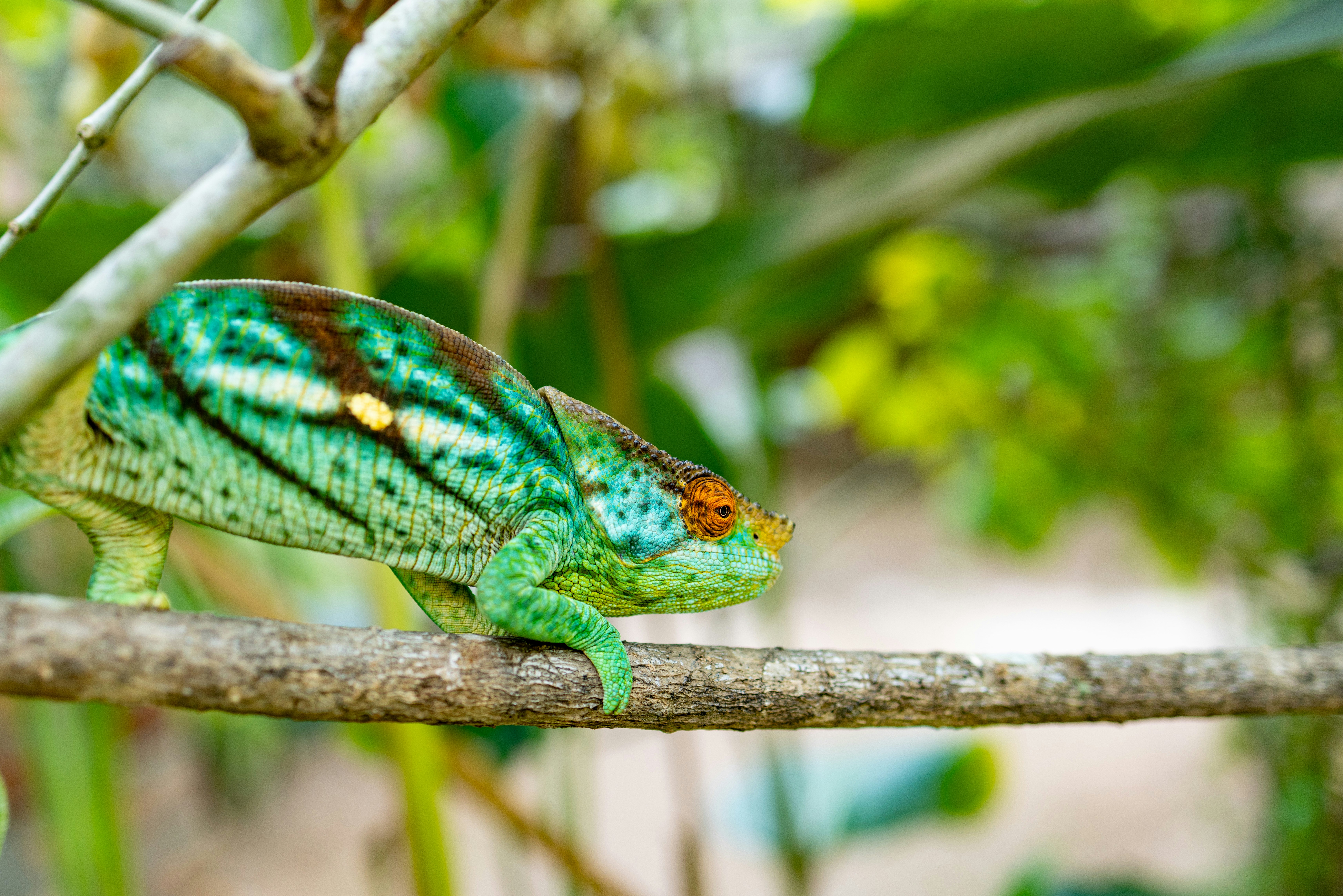 Emerald Camouflage: A Green Gecko Resting on a Branch
