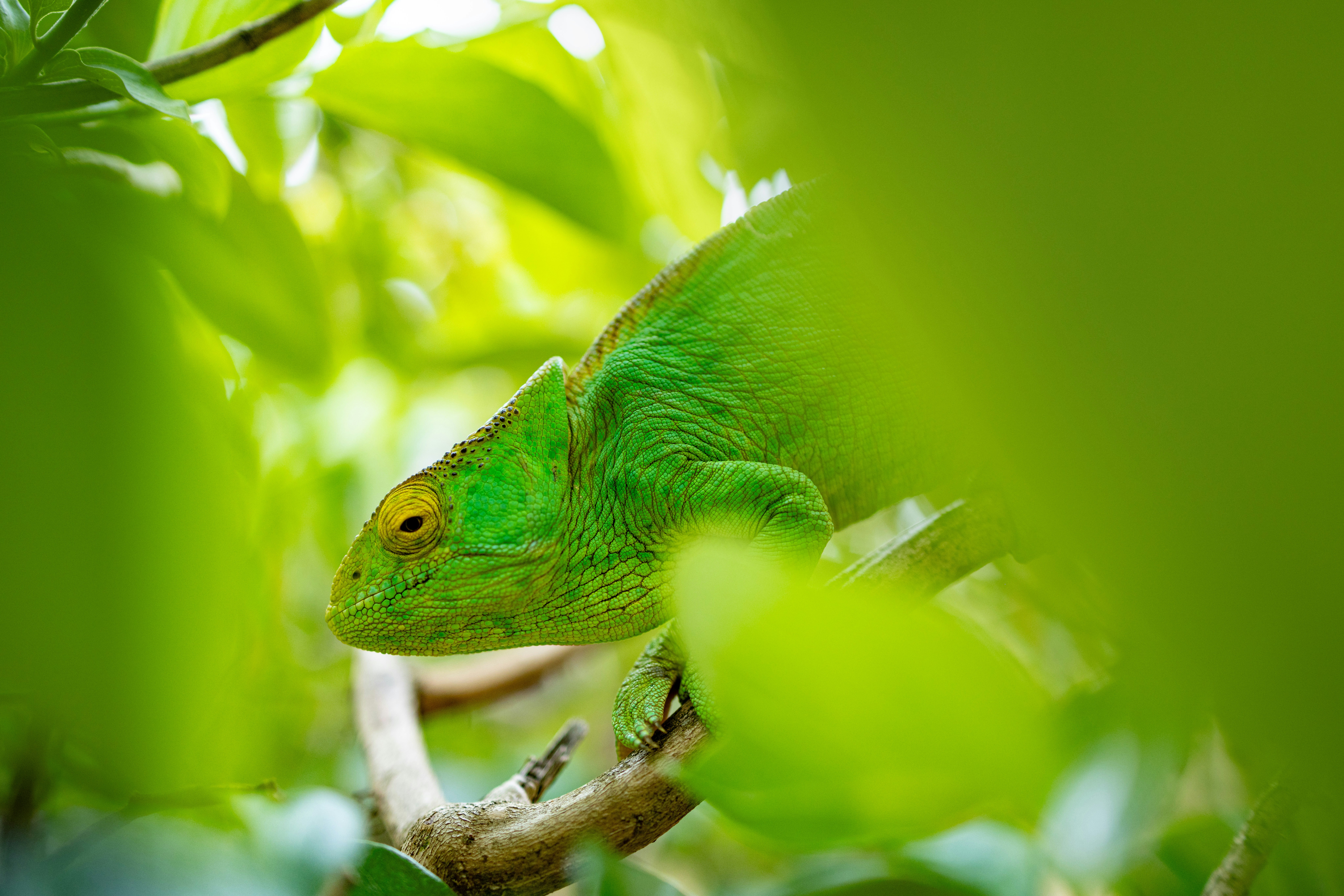 Emerald Camouflage: A Green Basilisk Hidden Among Leaves