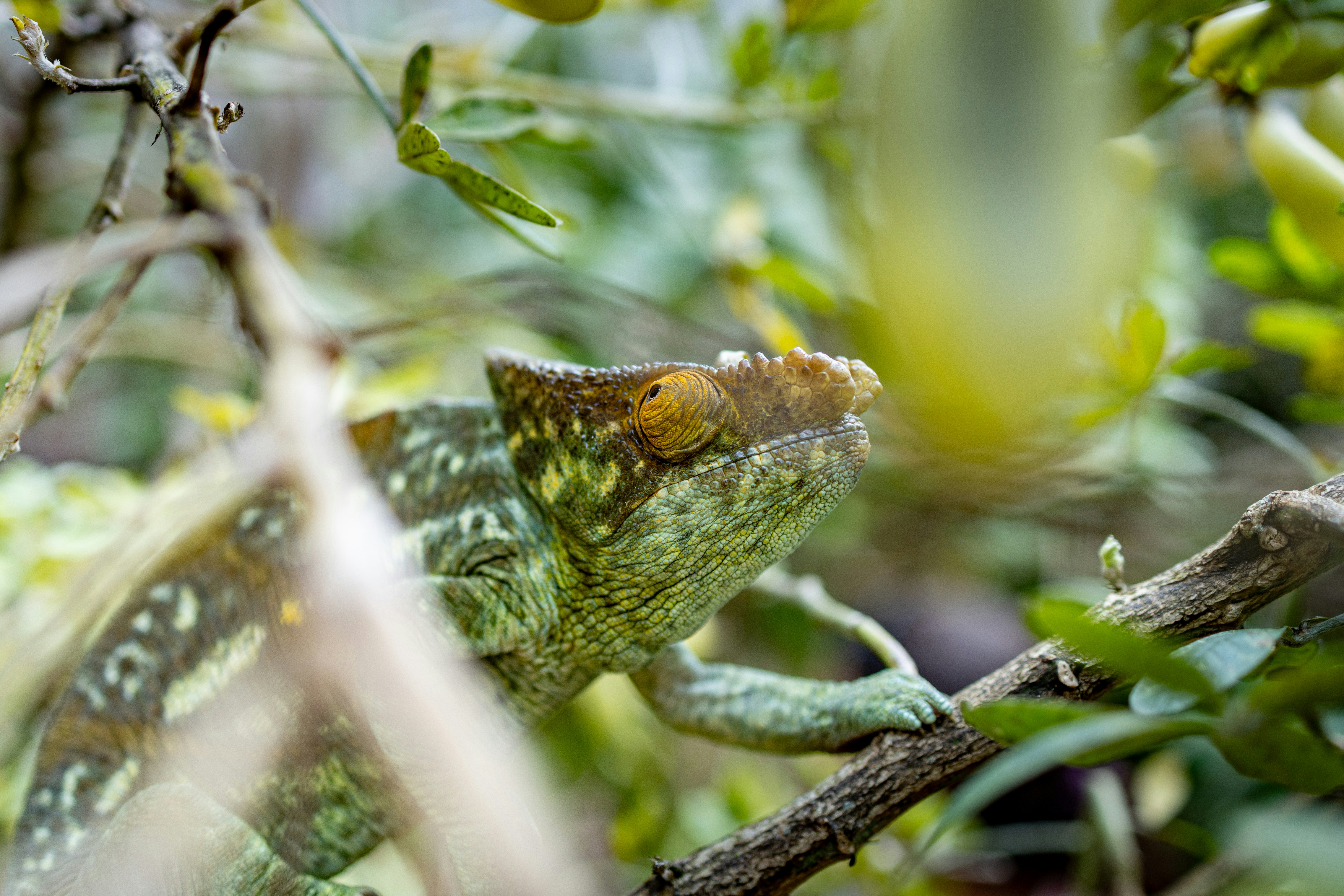 Hidden Emerald Stare: A Chameleon's Calm Amid Green Canopy