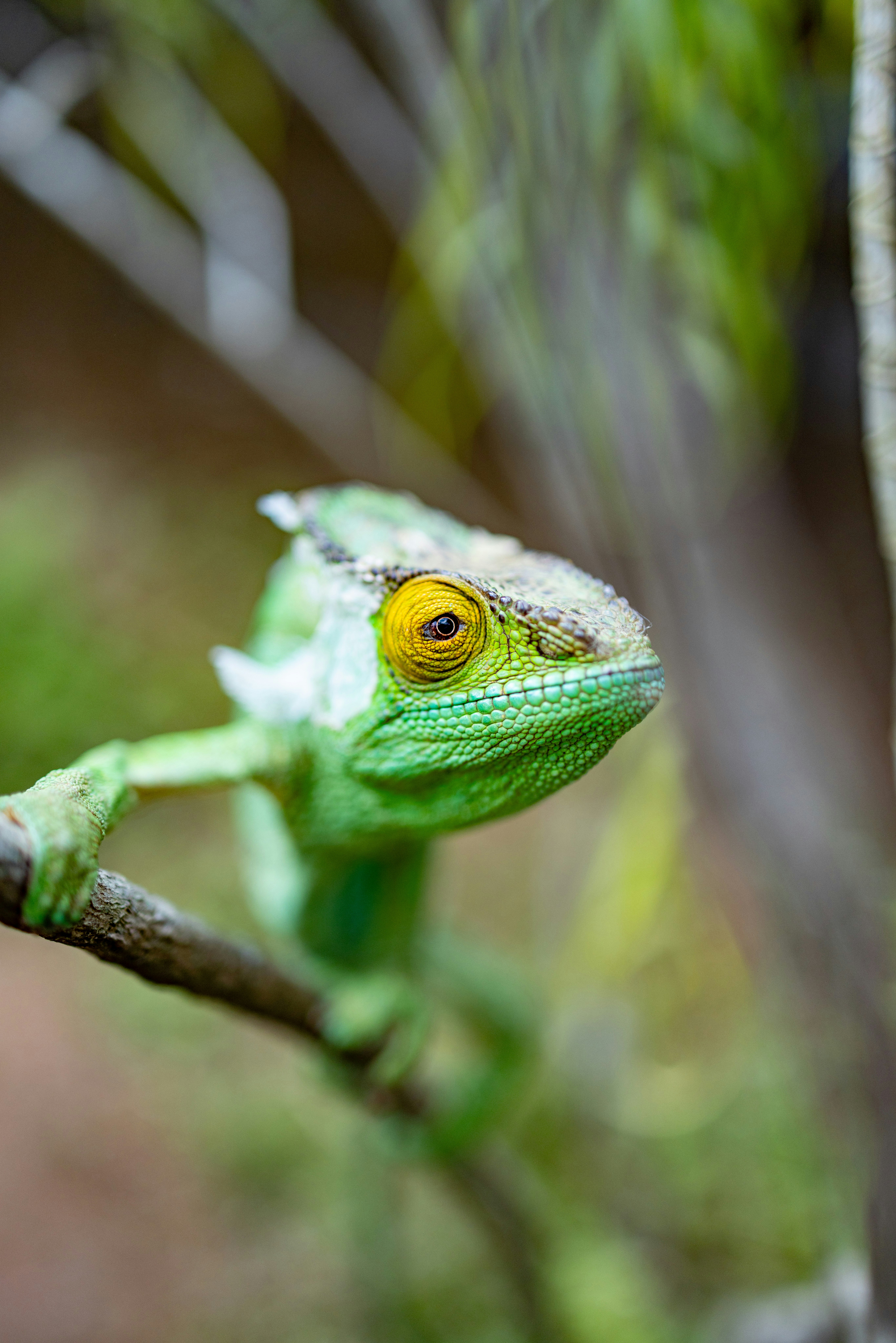 Emerald Gaze: A Green Lizard in Focus