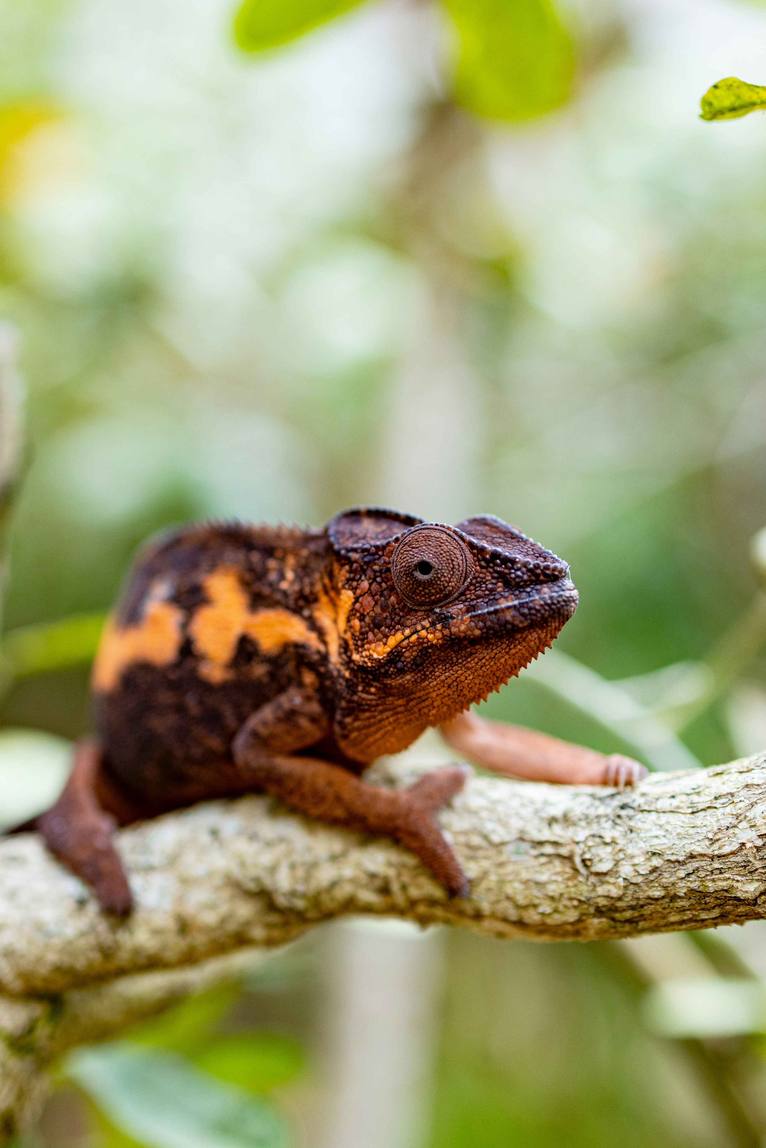 Shadowed Gazer: A Ground-Level Portrait of a Crested Gecko on a Log