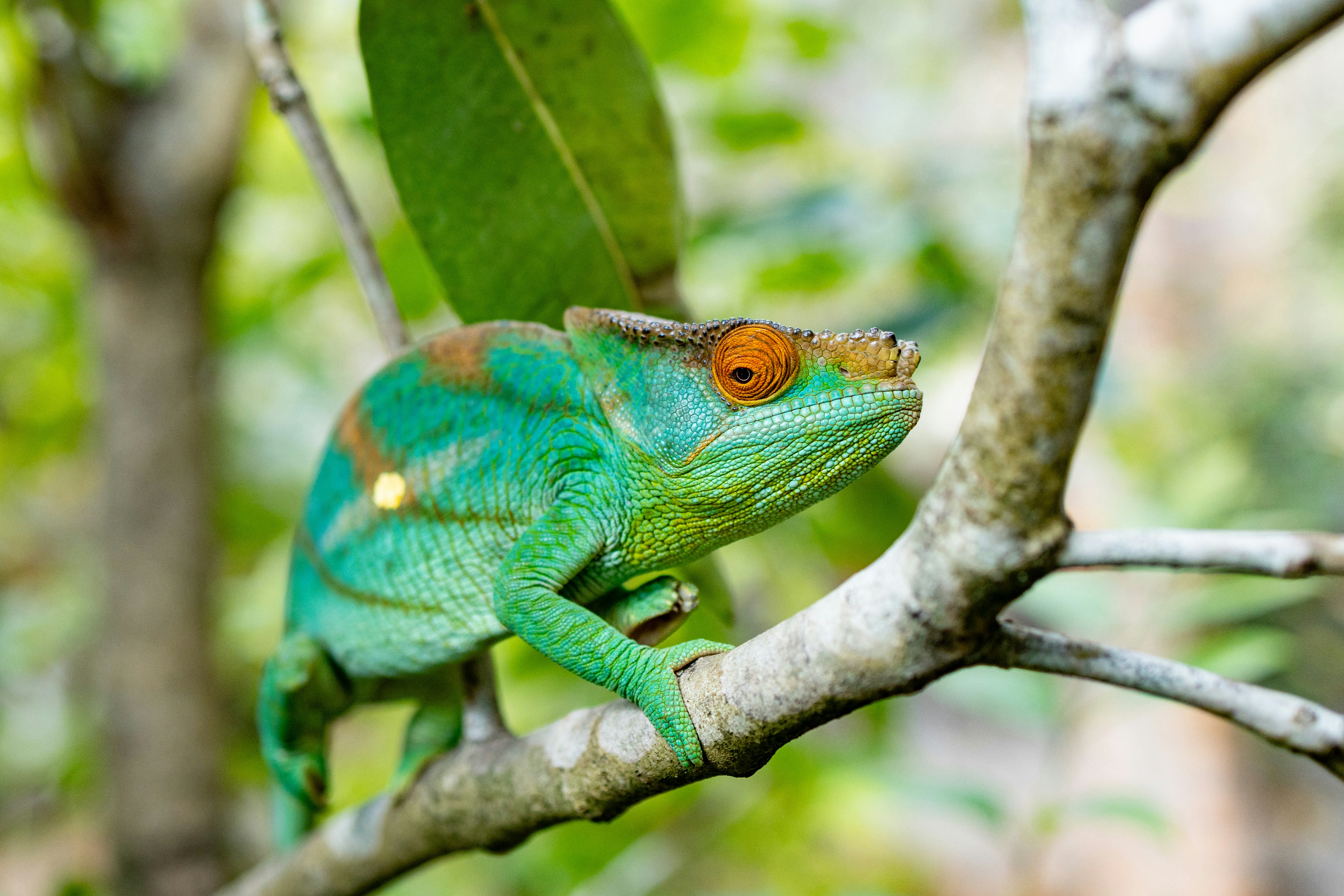 Emerald Portrait: A Veiled Chameleon on a Branch