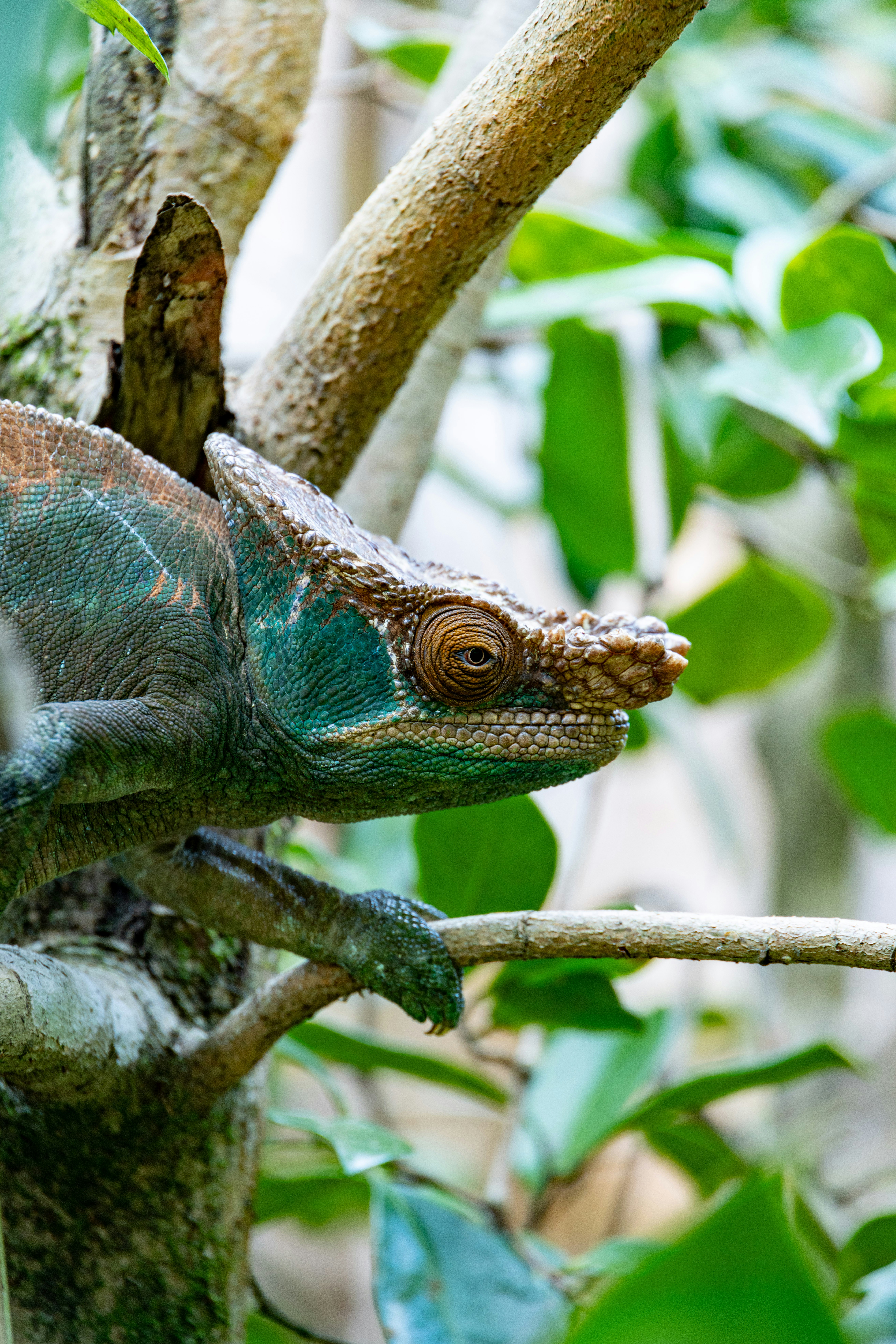 Emerald Crest: A Close-Up of a Basilisk Dragon's Gaze