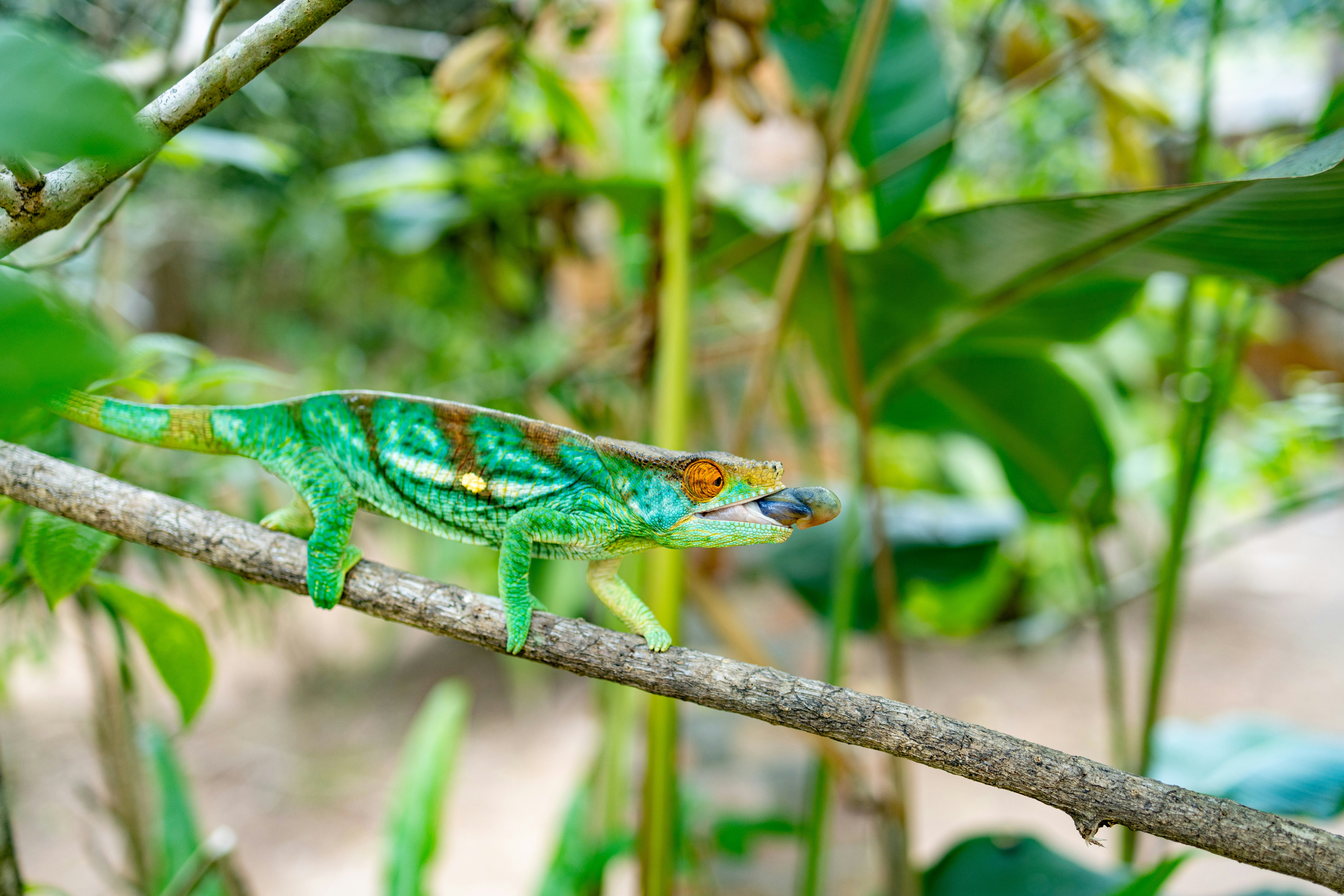 Emerald Camouflage: A Prismatic Gecko on a Quiet Branch