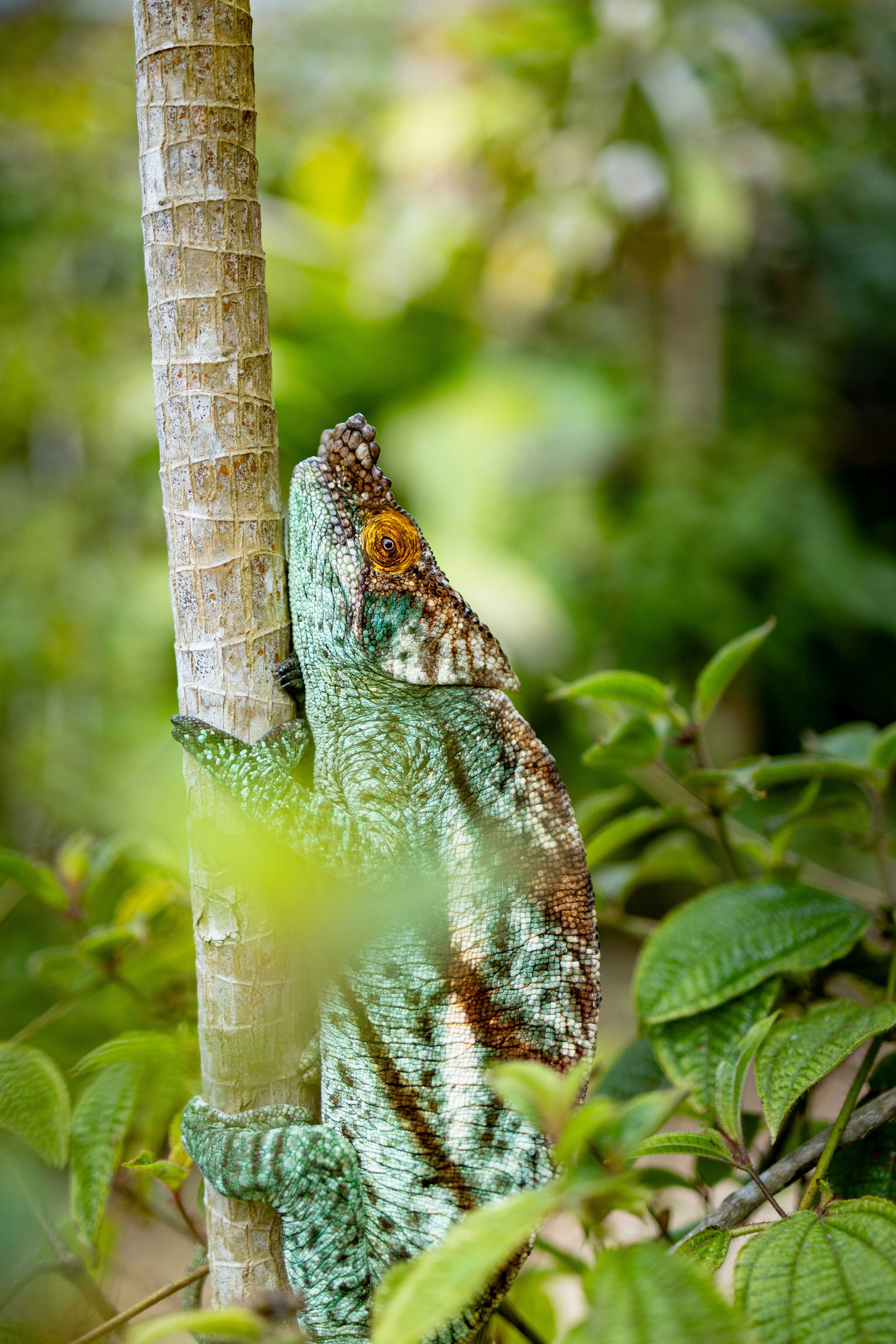 Green chameleon climbing a tree trunk in a forest.