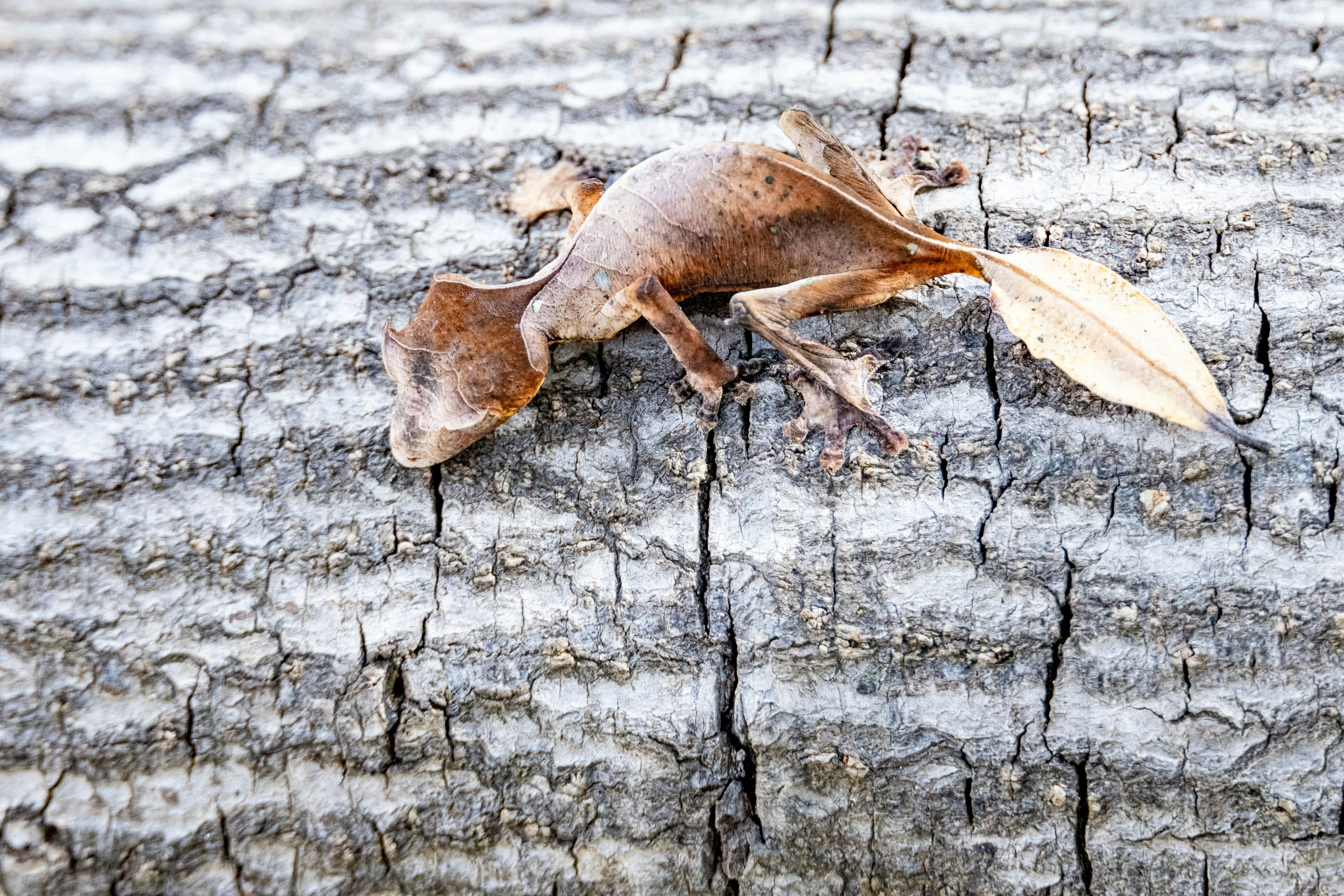 Weathered Bark, Quiet Departure: A Leaf's Rest on the Trunk
