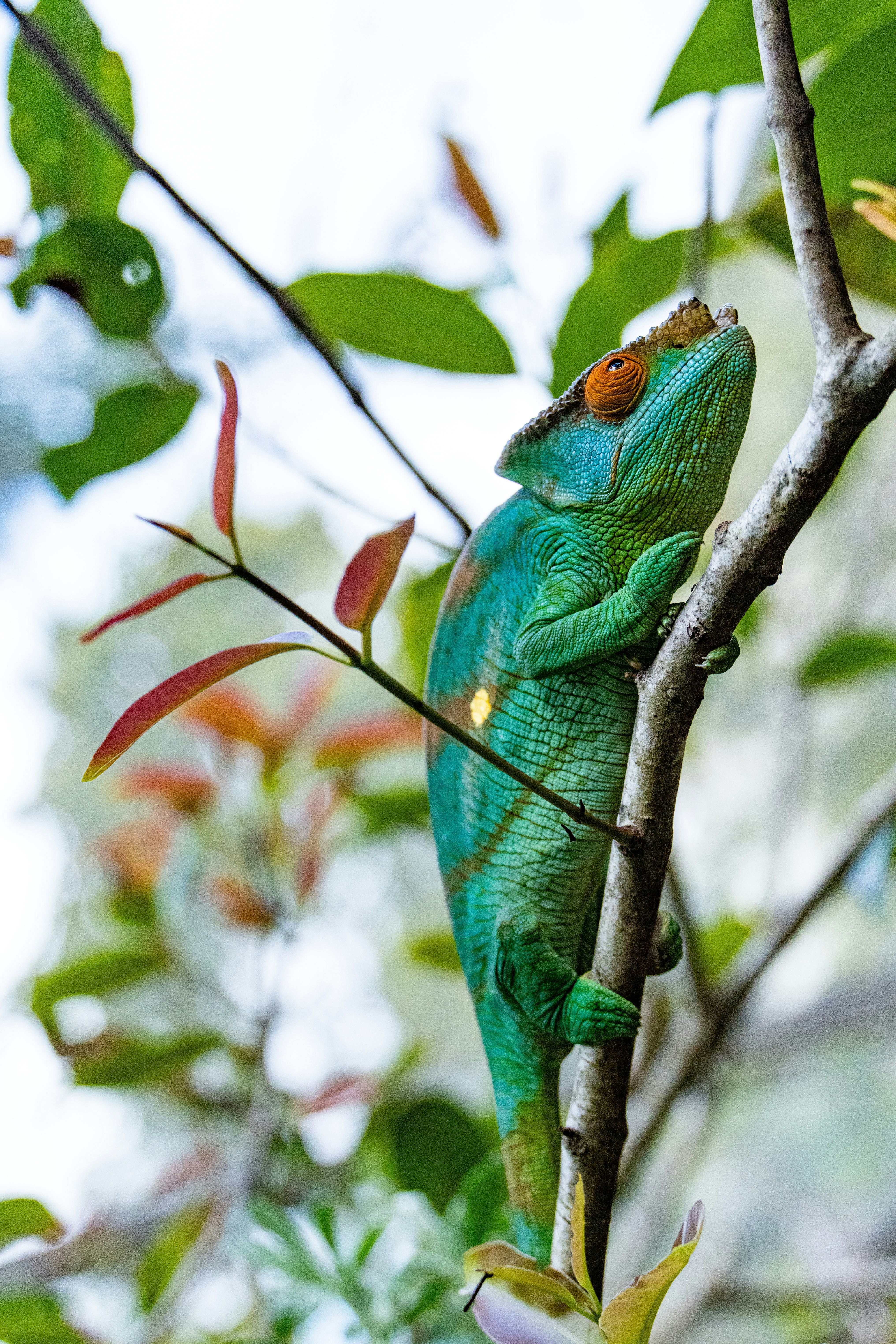 Emerald Veil: A Green Gecko Perched in Leafy Fragments