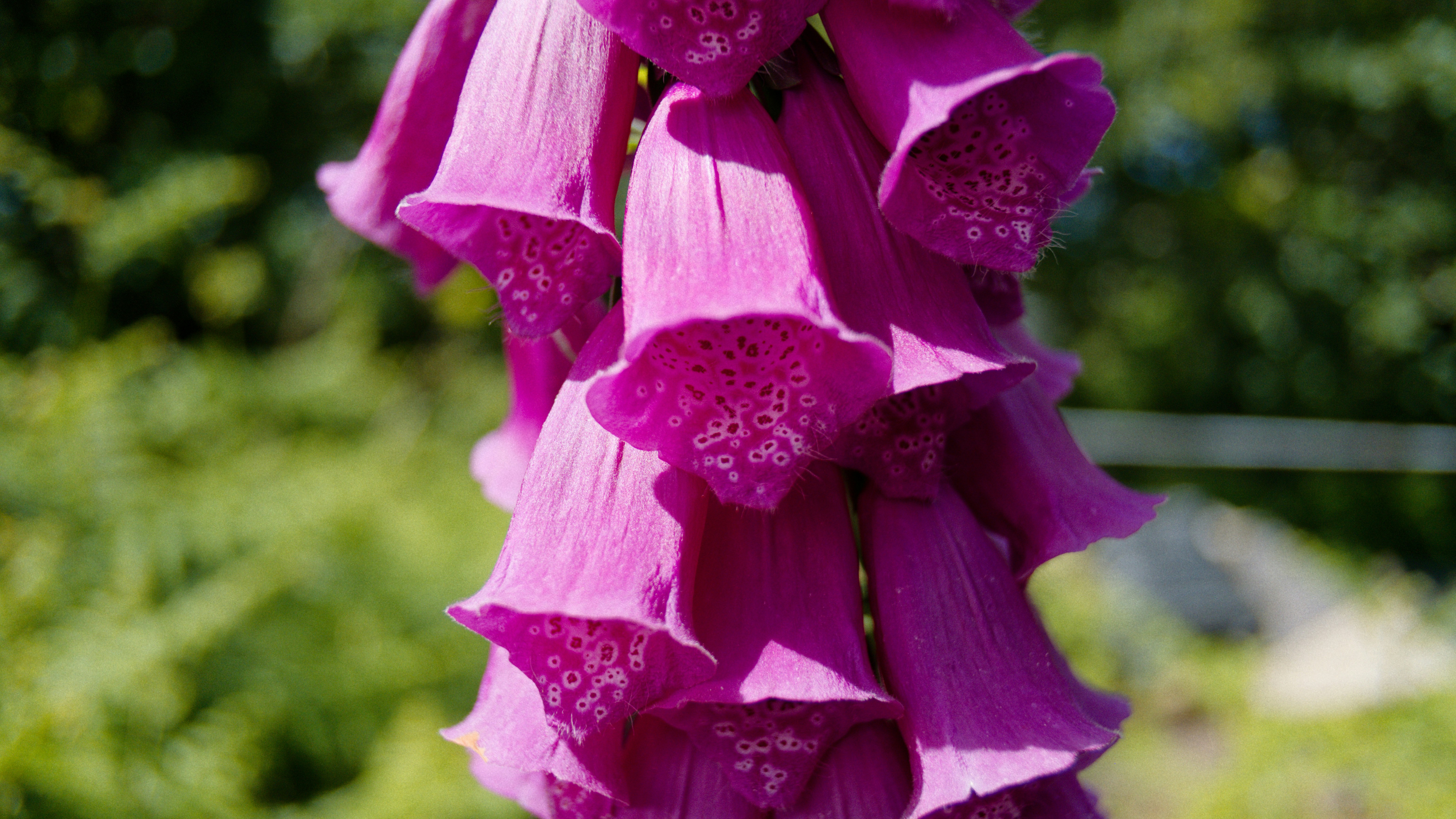 Magenta Foxglove in Sunlit Garden