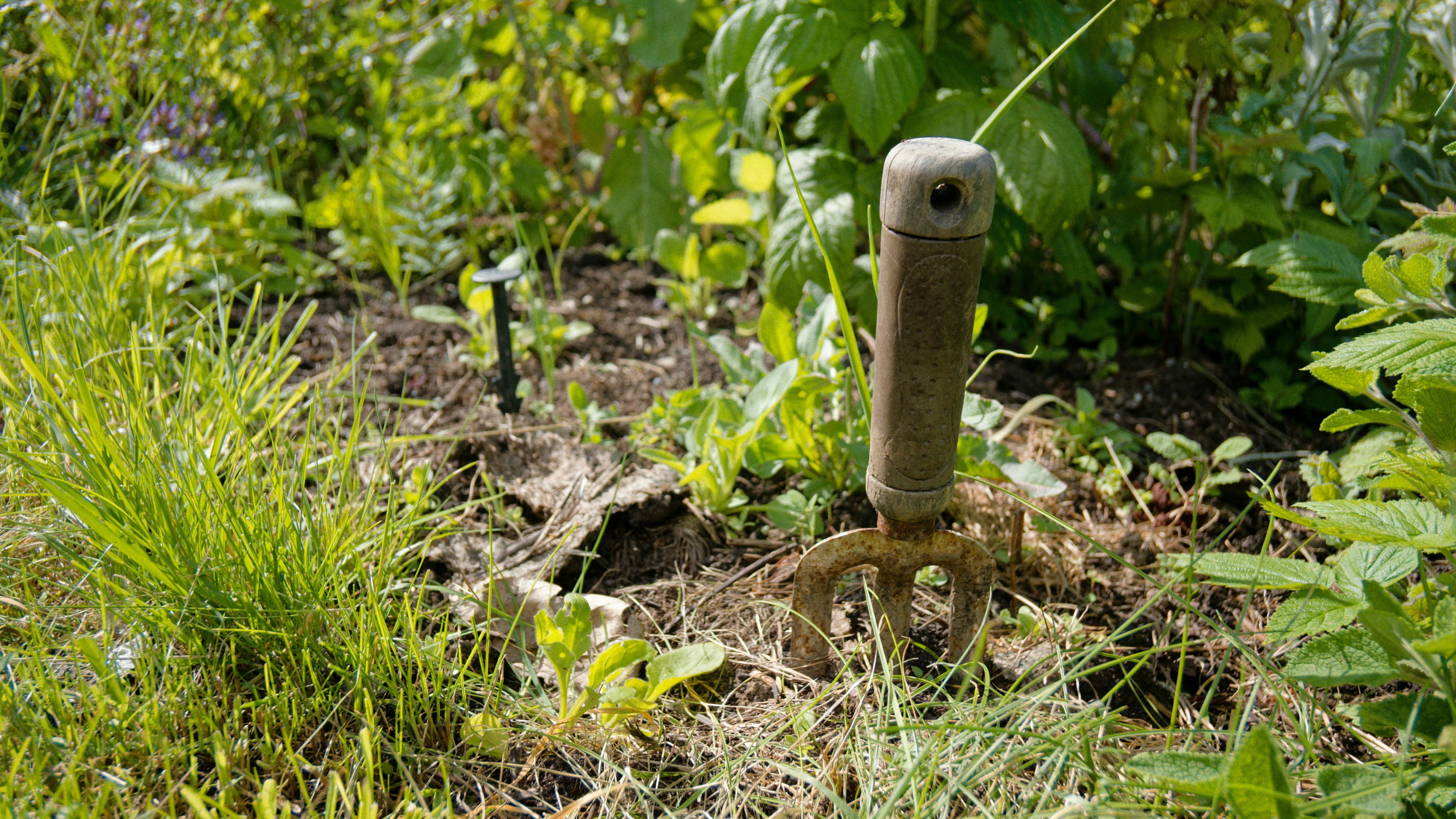 The Garden Spigot: A Rusted Helper Among Greenery