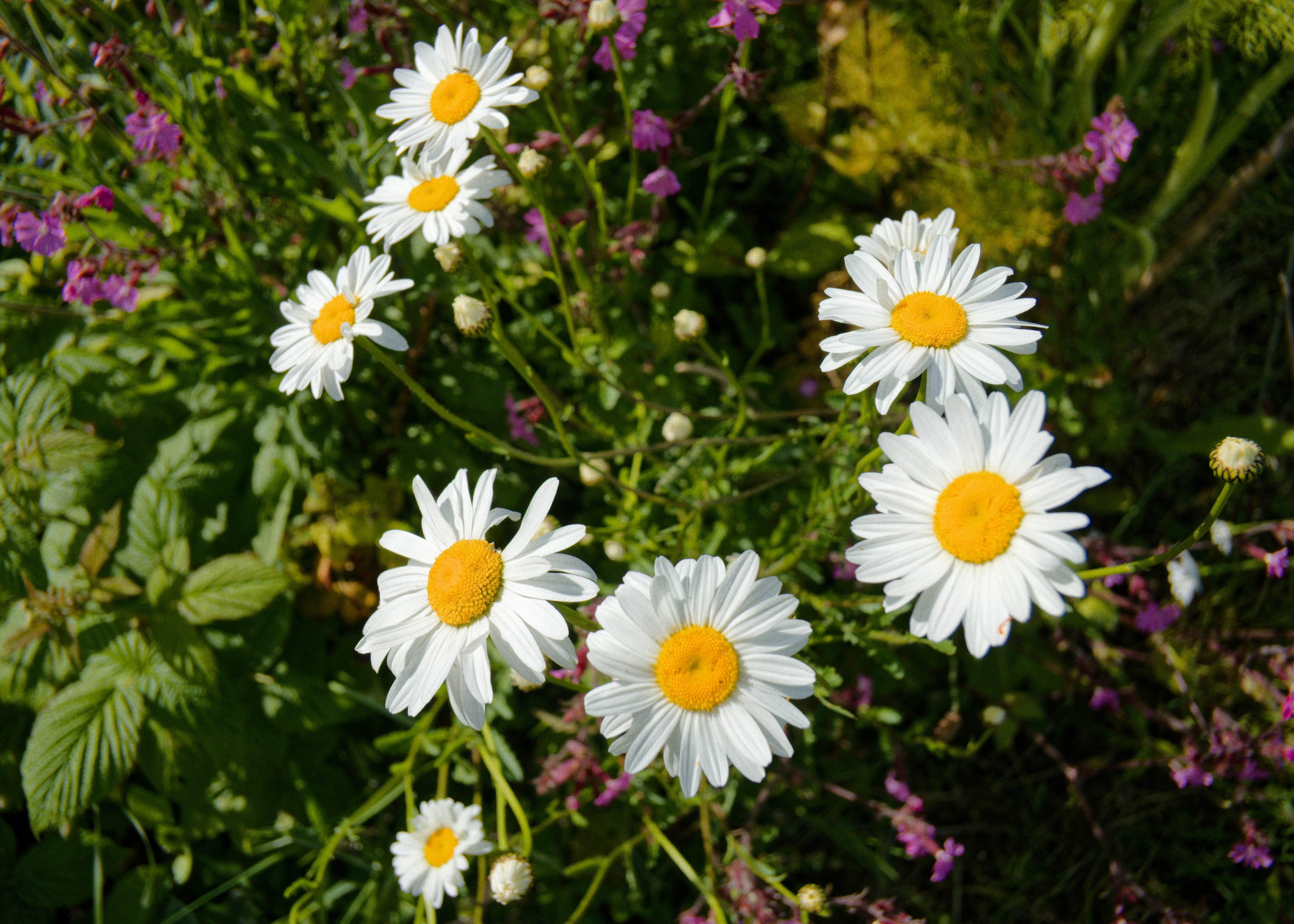 Daisy Cluster in Sunlit Garden