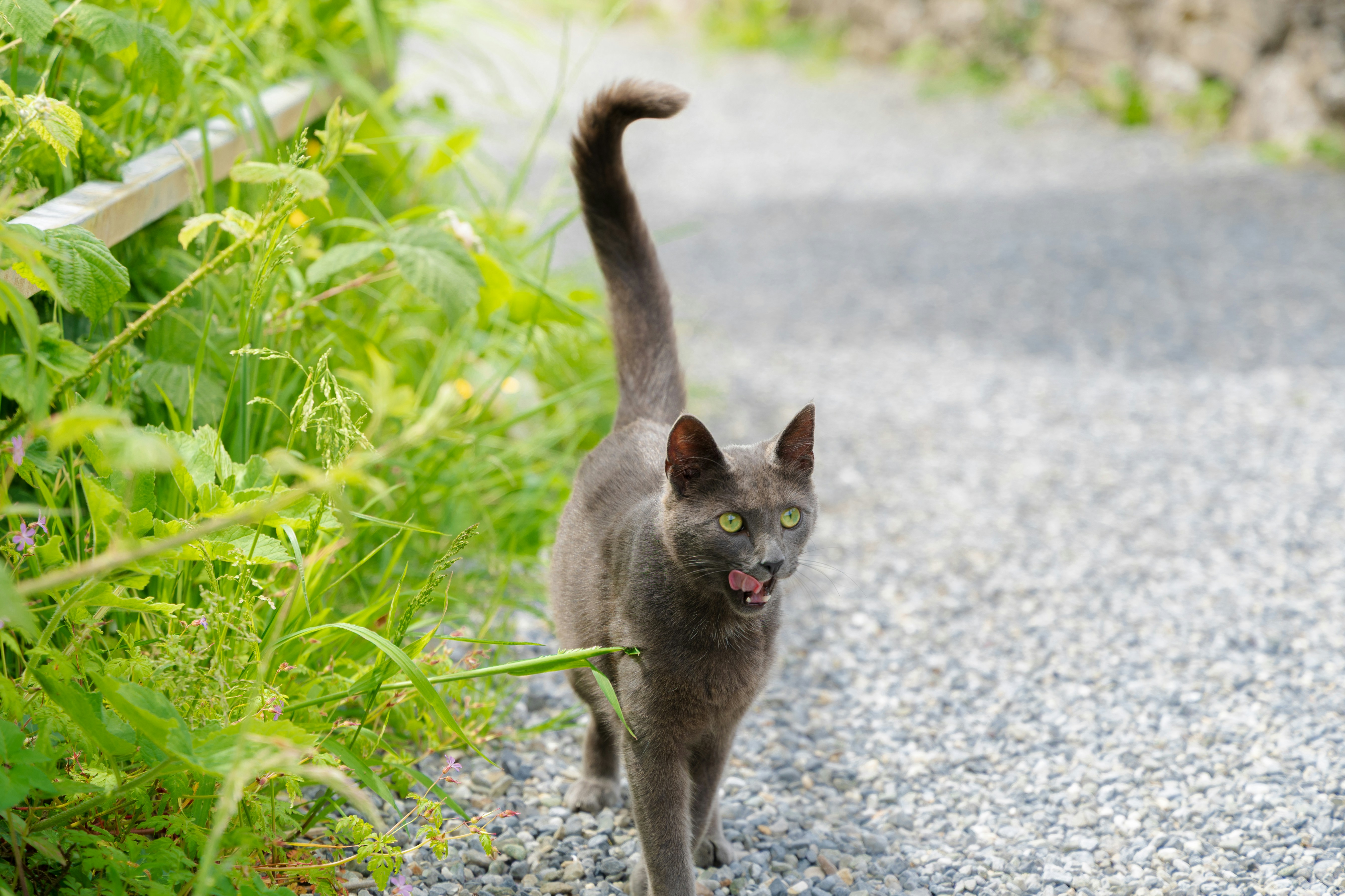 Curious Asphalt Wanderer: A Cat Faces the Trailhead