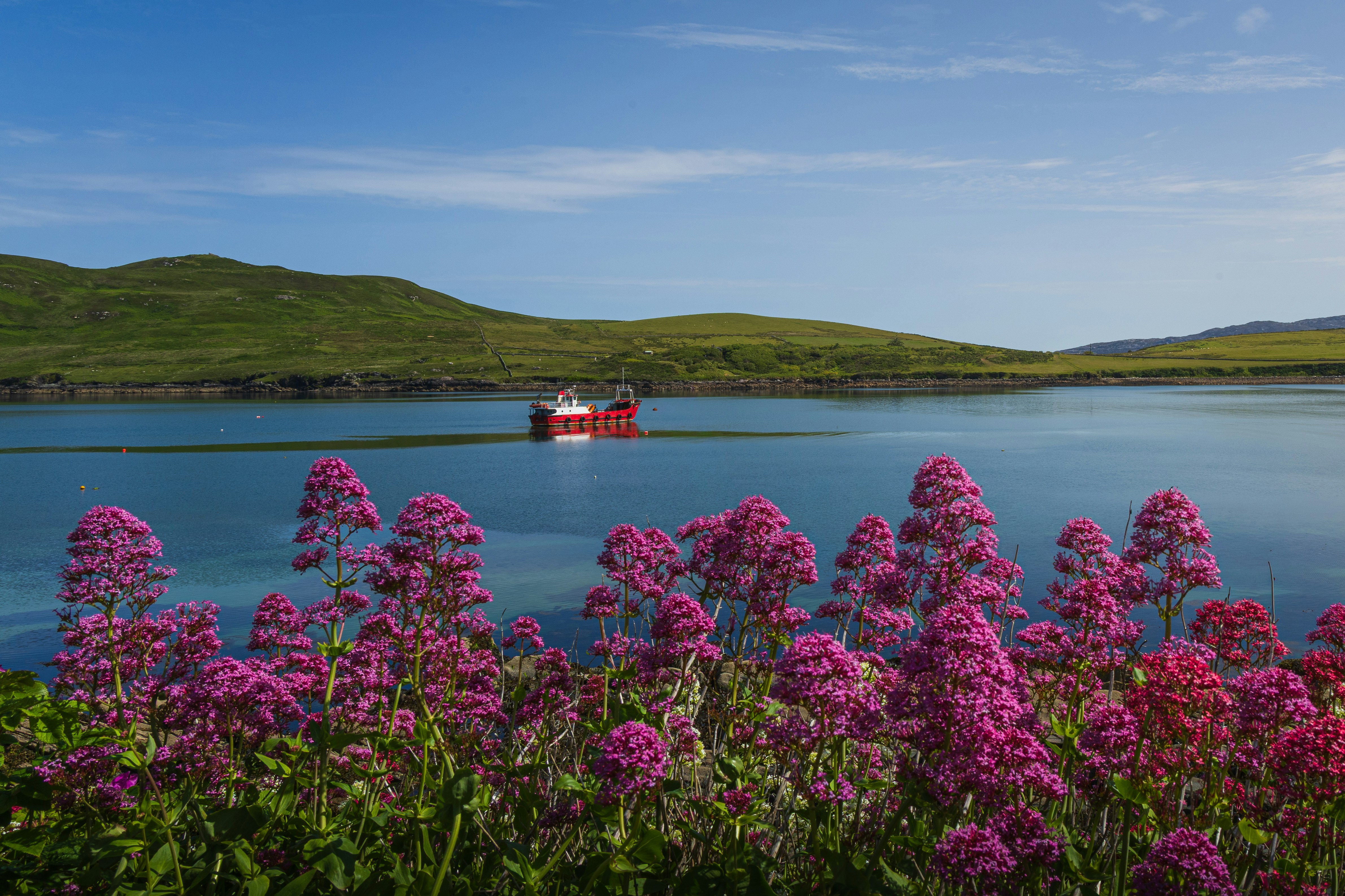 Scarlet Banks of Loch: A Field of Pink in Quiet Light