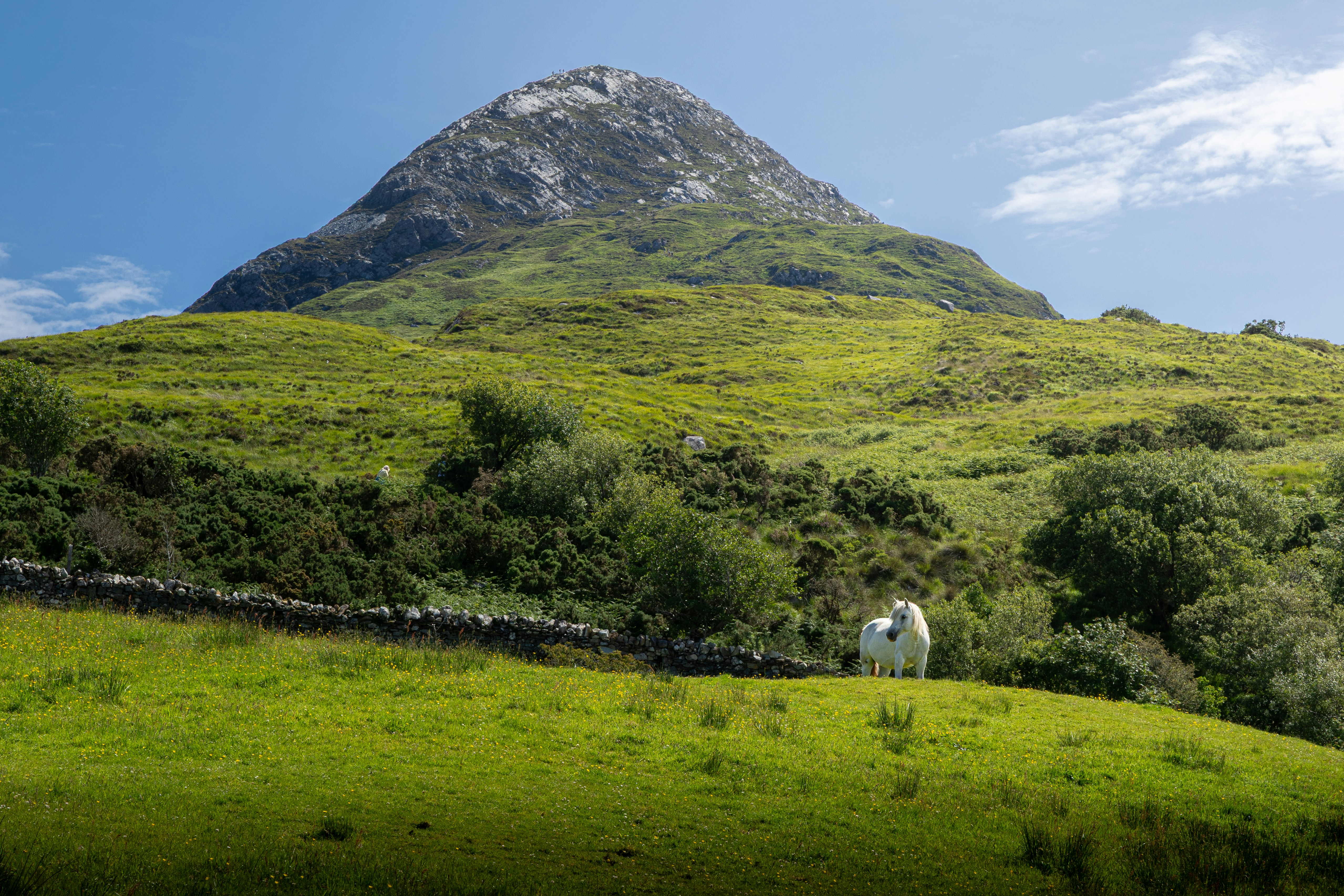 White sheep in a green field with a large mountain.