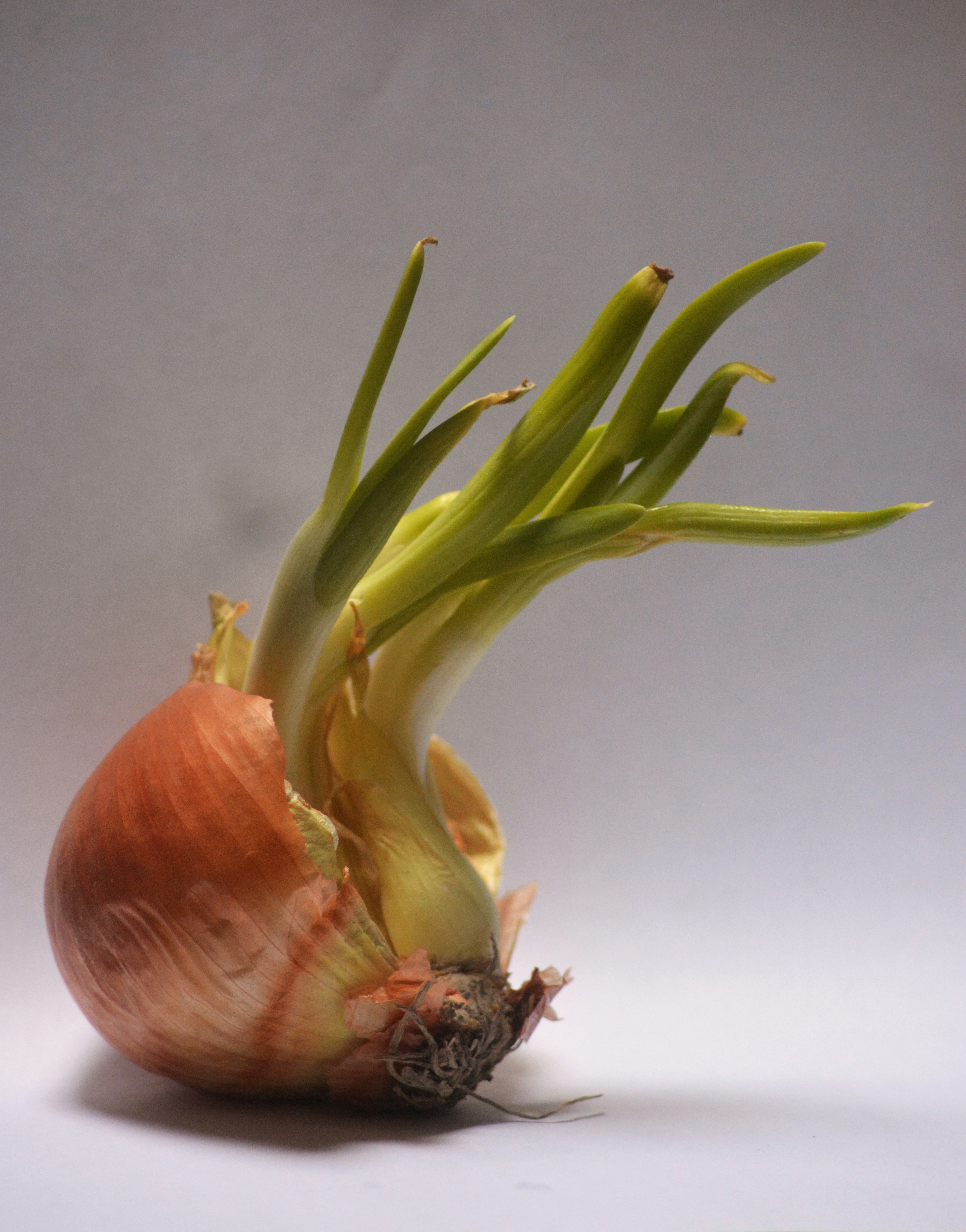 A sprouting onion with green shoots on a white background.
