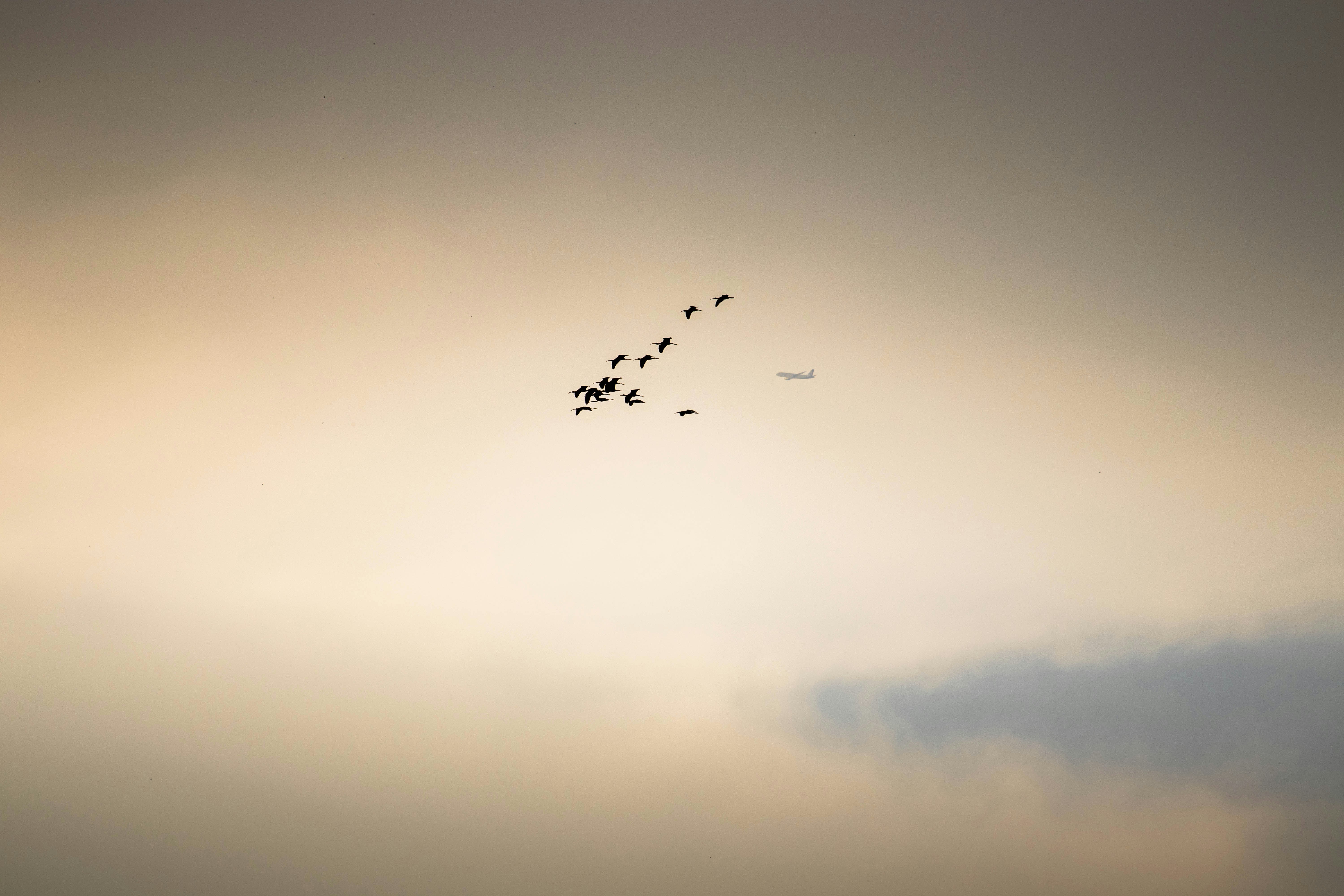 V-formation at Dusk: A Flight of Silhouetted Birds Against Soft Sky