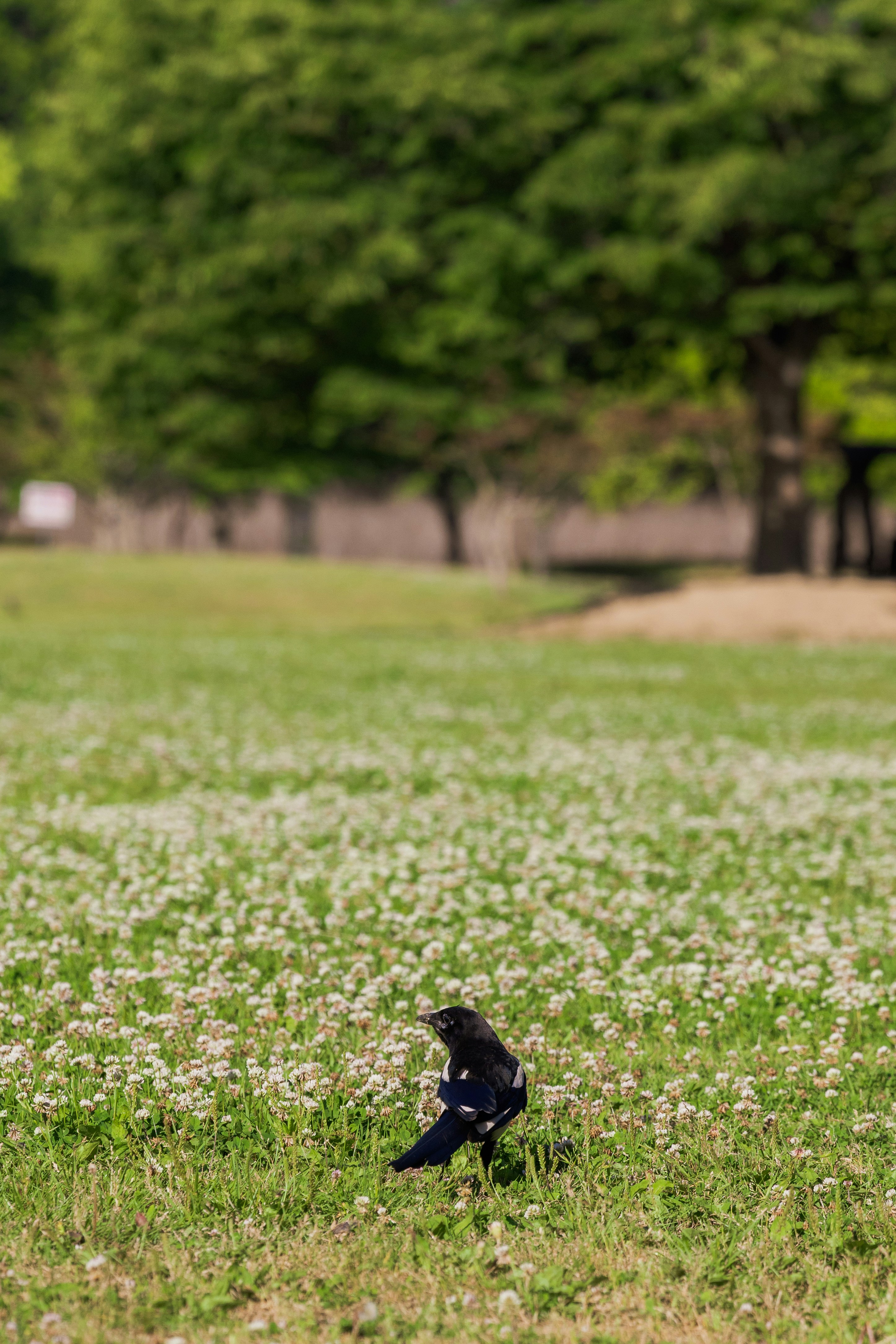 Small Black Bird in a Clover Meadow Under Dappled Shade