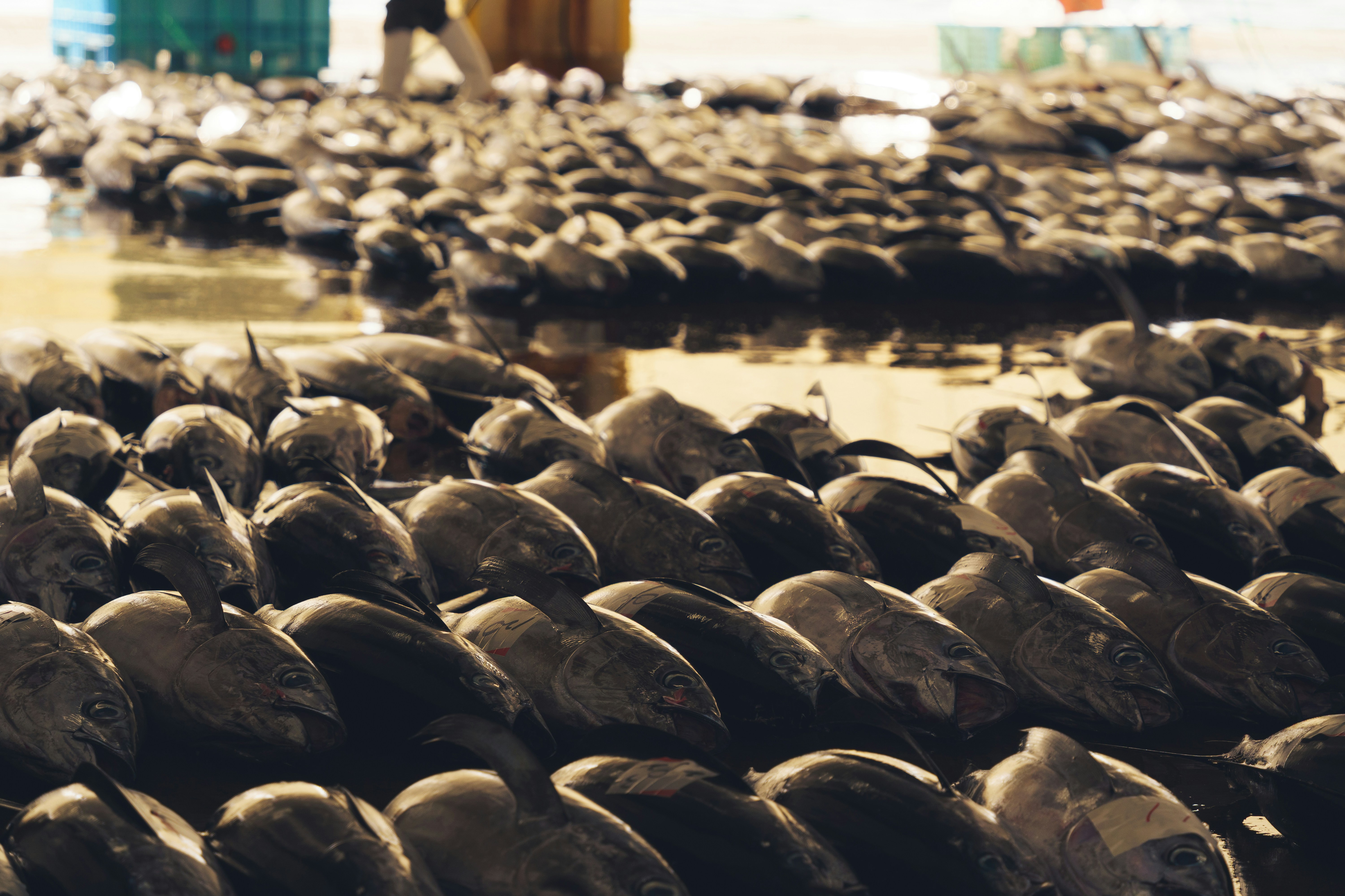 A Sea of Still Ducks at the Waterfront