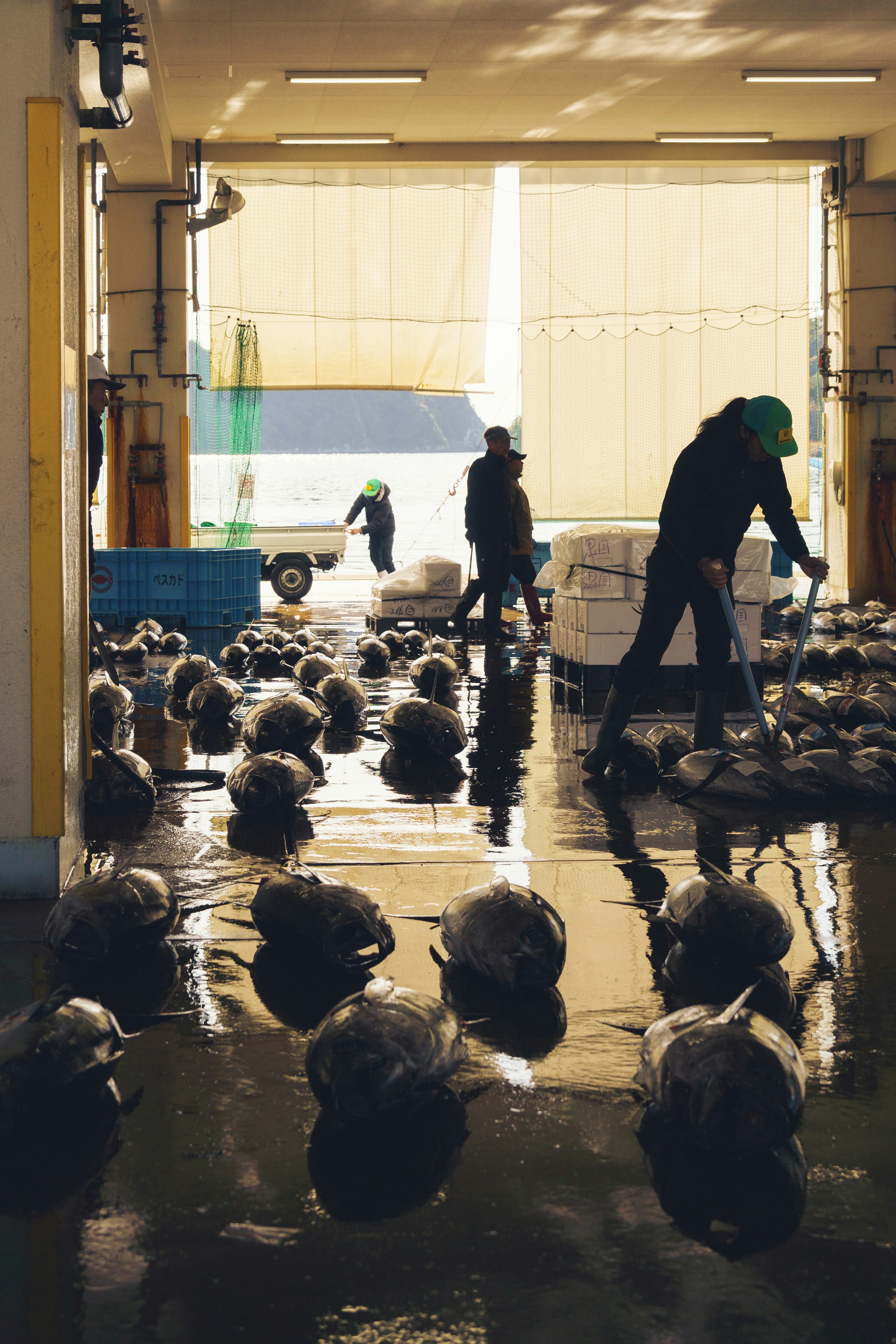 Harvesting in a Sea of Silhouettes: Workers and Shells in the Factory Hall