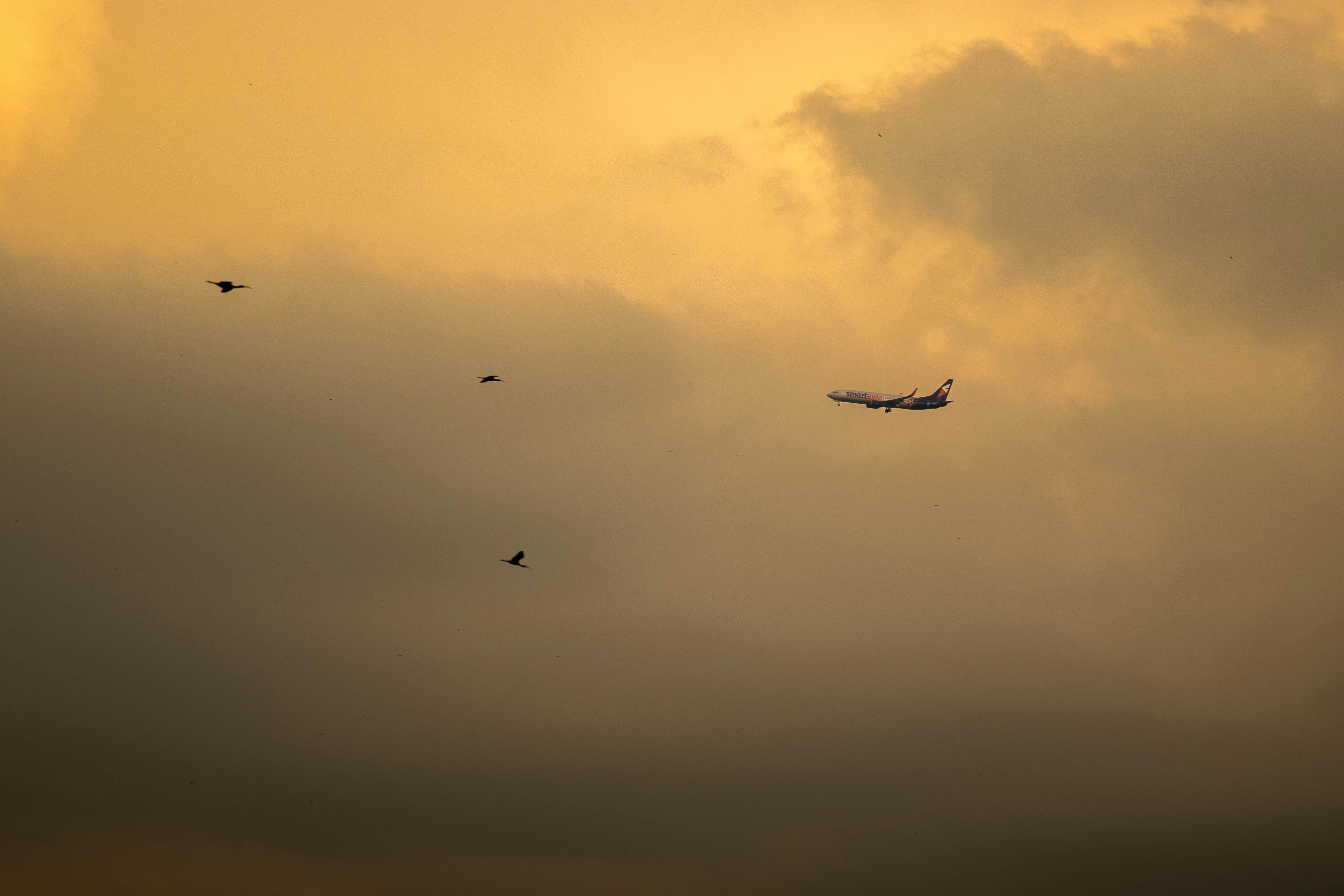 Flight in a Gilded Sky: A Lone Jet Escapes the Golden Haze