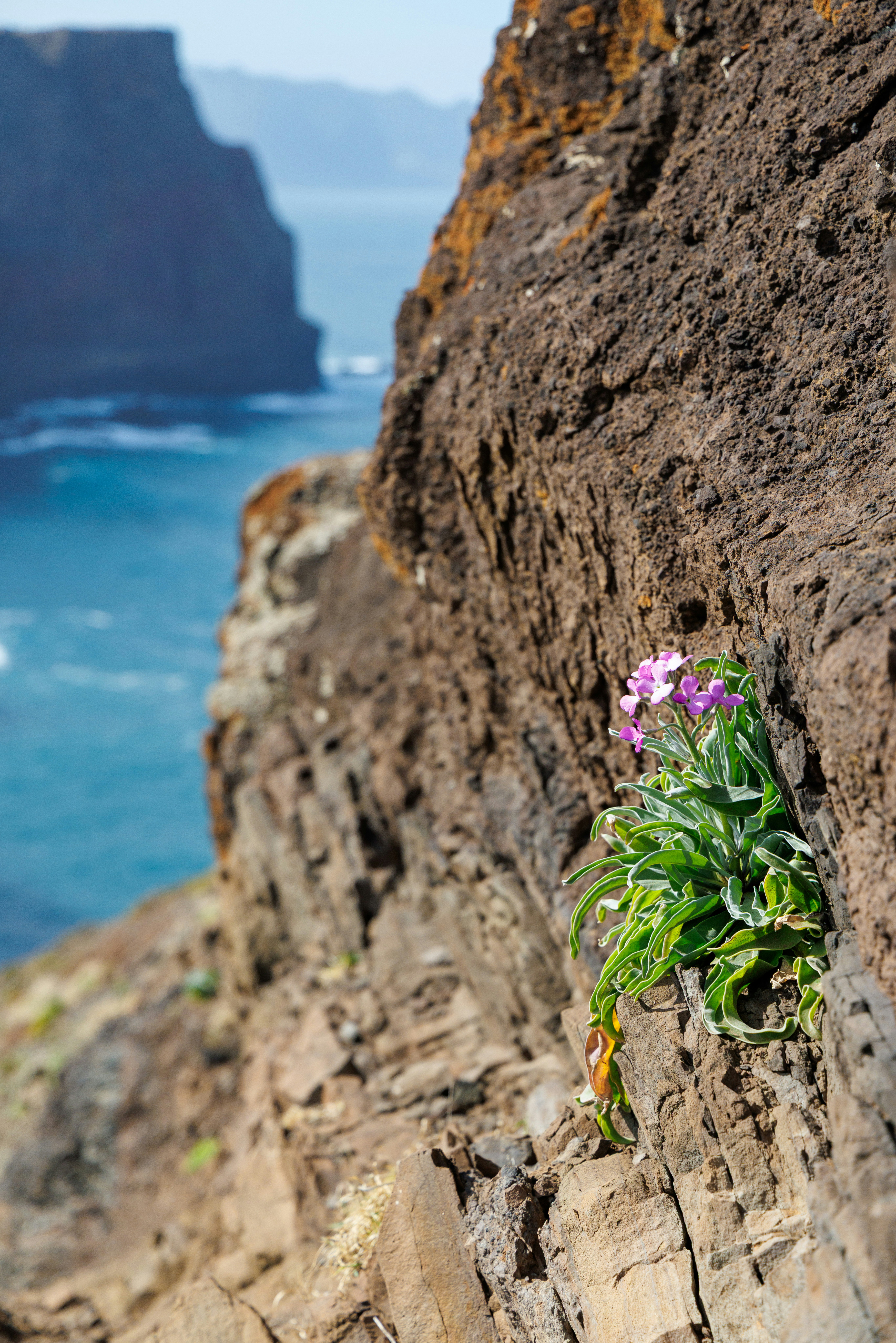 Pink flowers emerge from a narrow cliff crack with rugged rock and blue ocean beyond. A close plant study set against coastal cliffs, highlighting resilience in a harsh environment.
