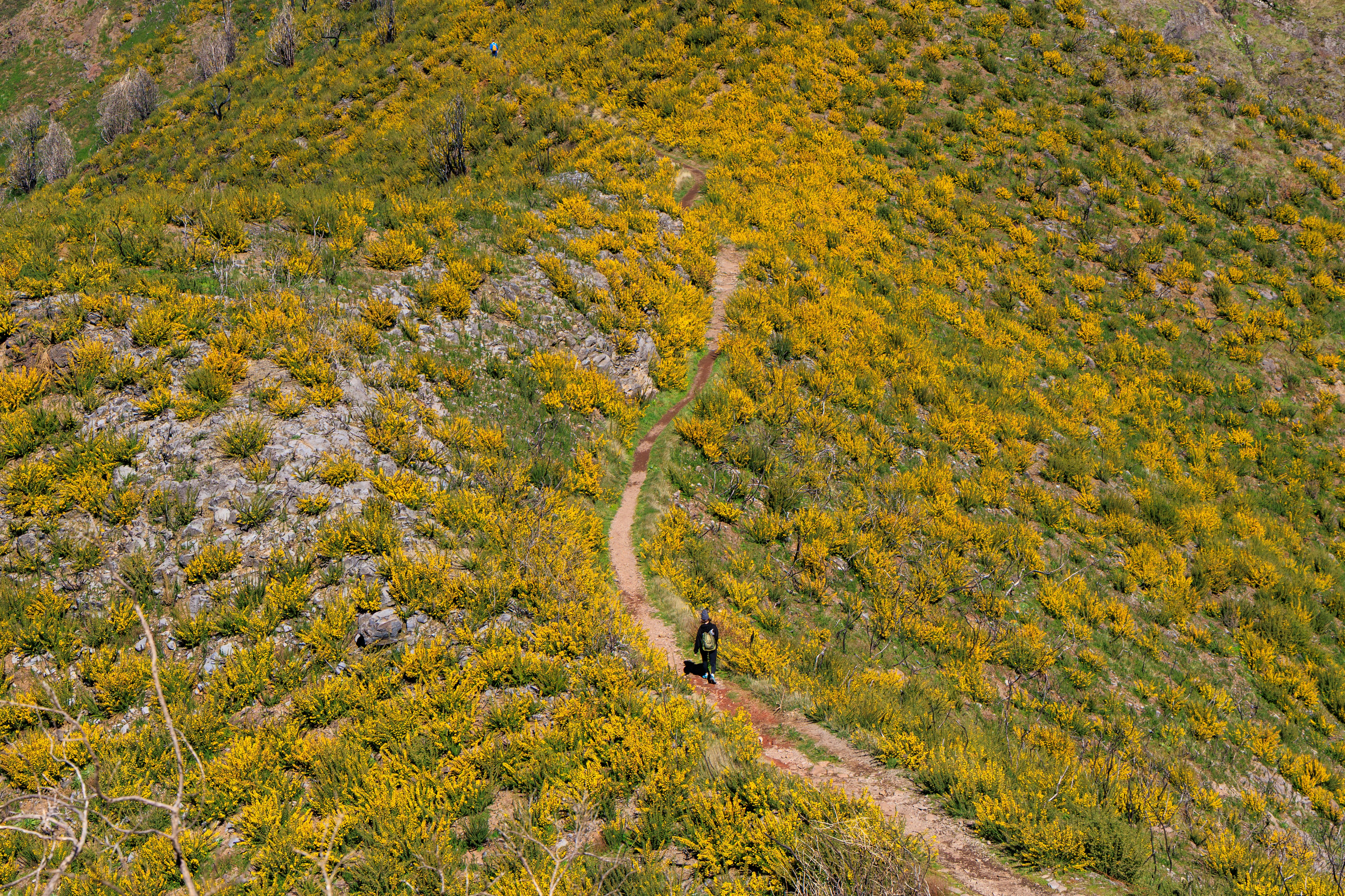Madeira Hiking in the flowers