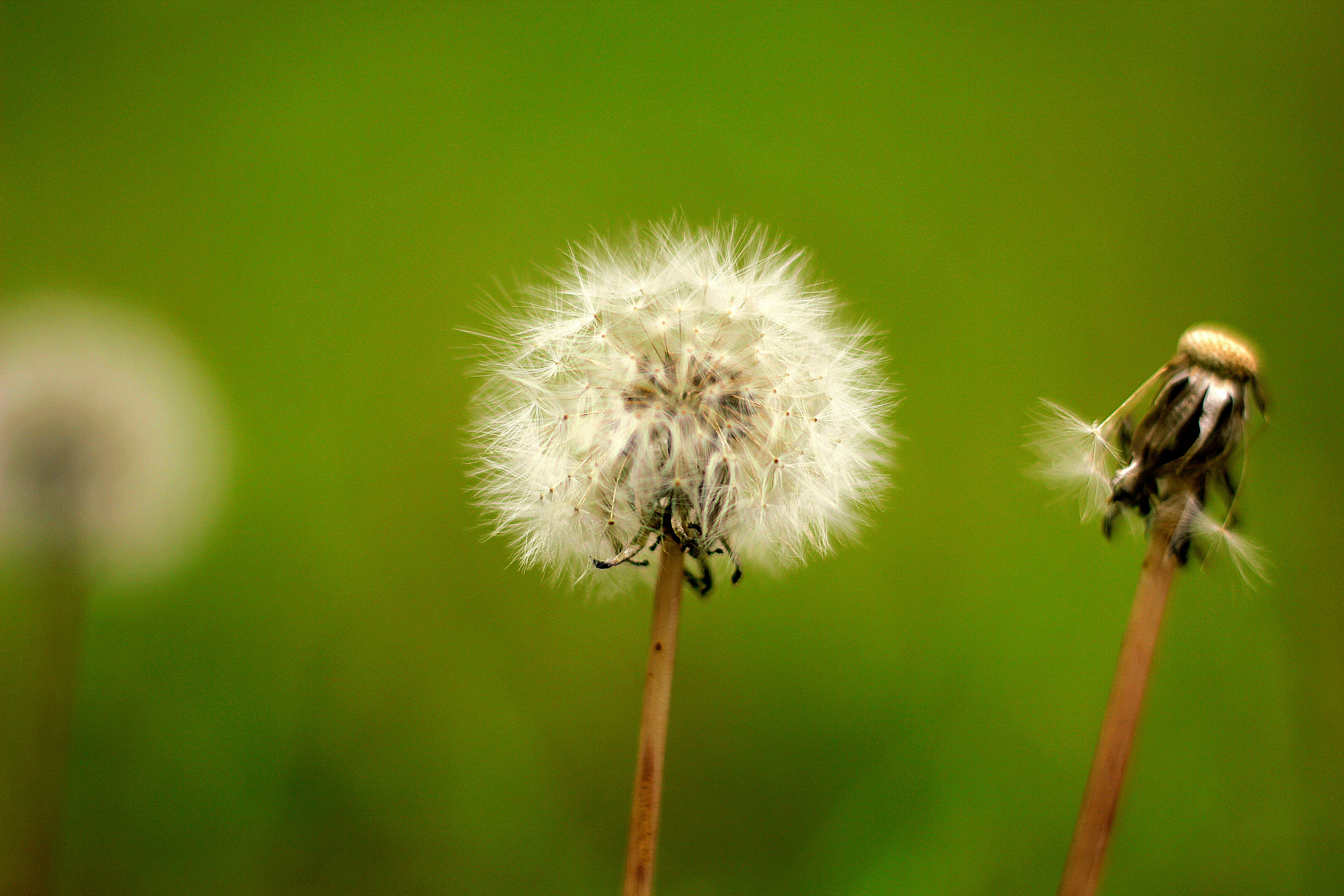 Two Dandelion Seed Clocks in a Quiet Meadow