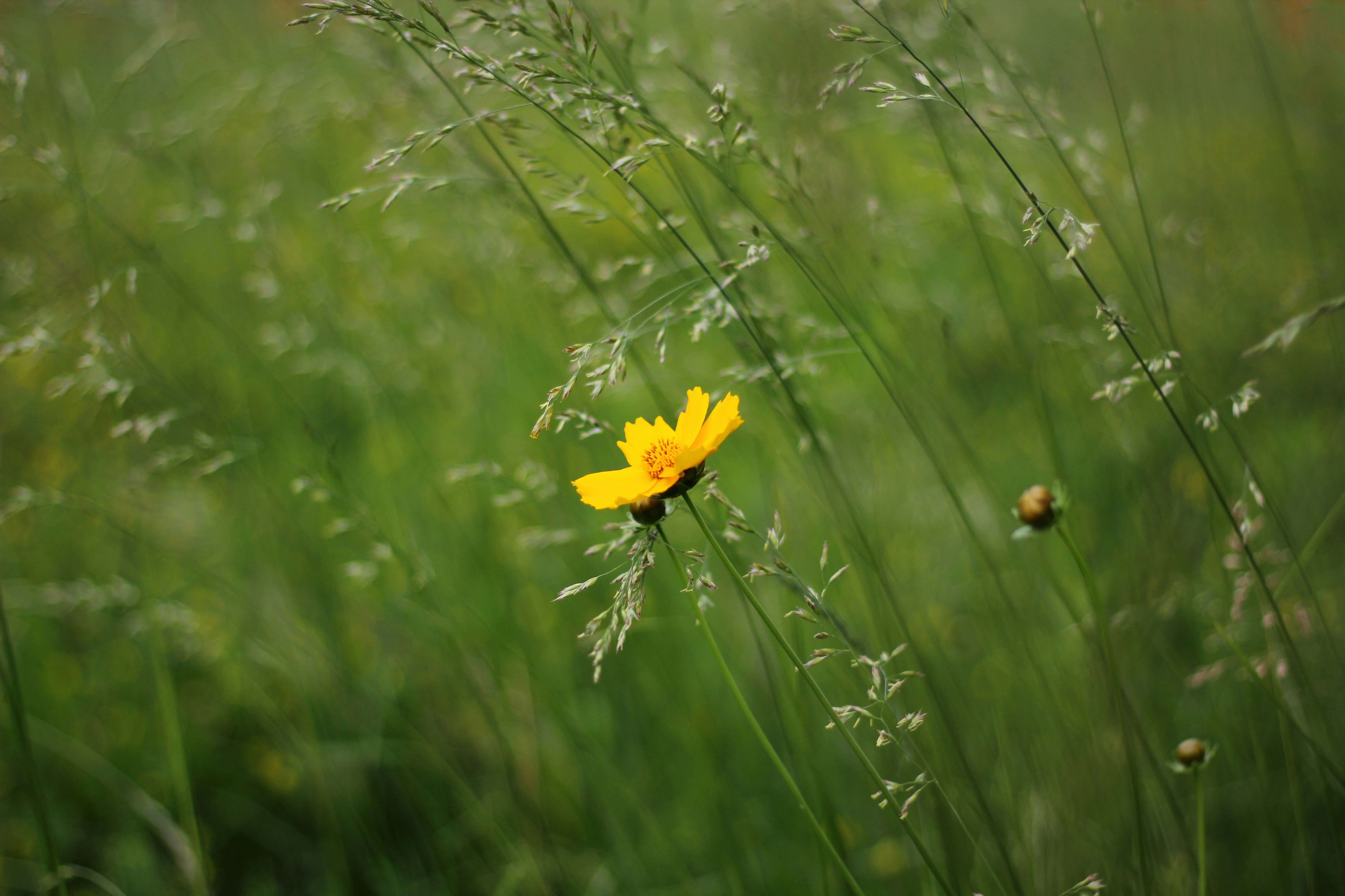 Sunlit Yellow Blossom Standing Tall in a Sea of Green