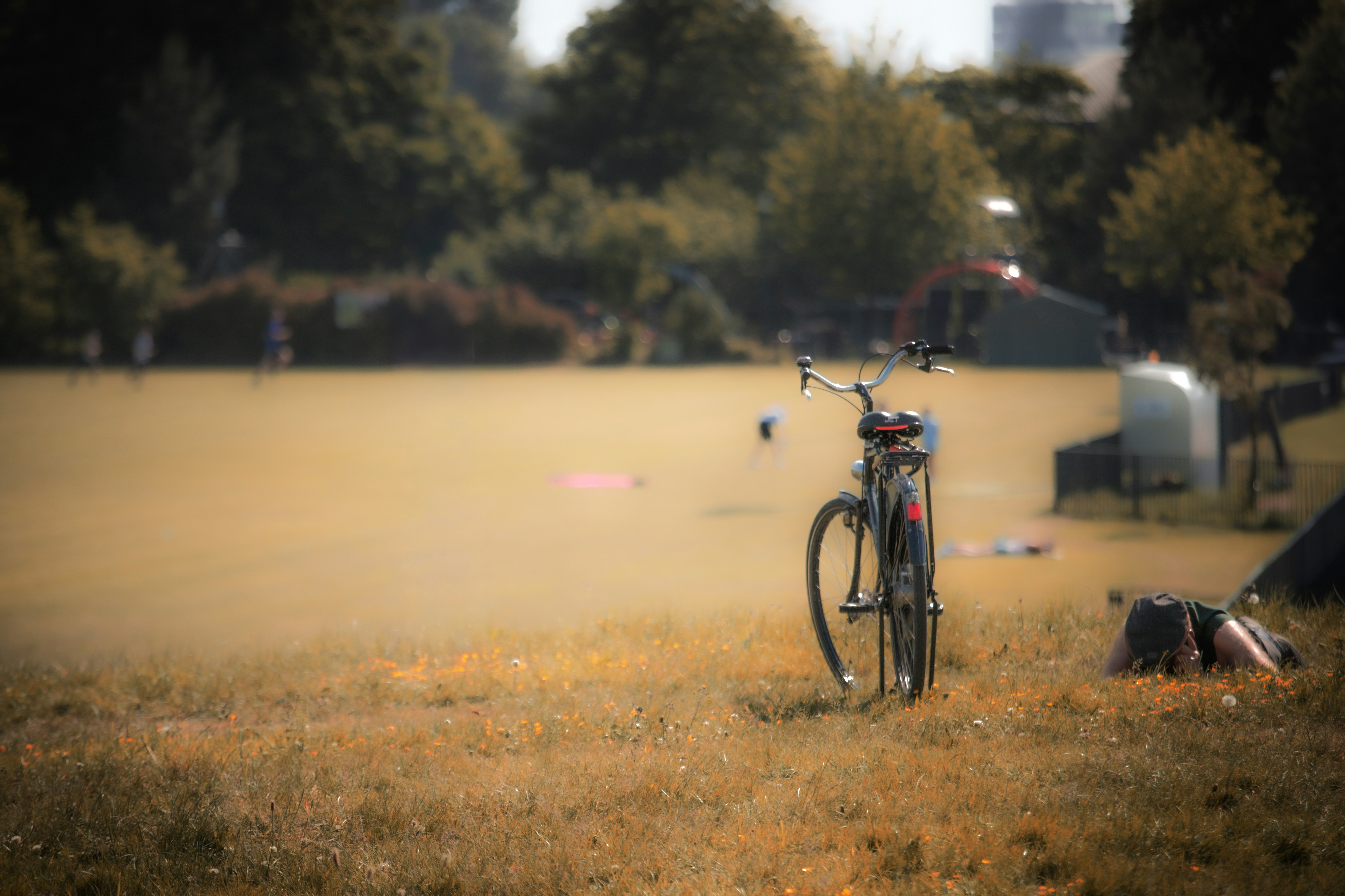Bicycle Rest in a Sunlit Park: A Quiet Moment by the Field