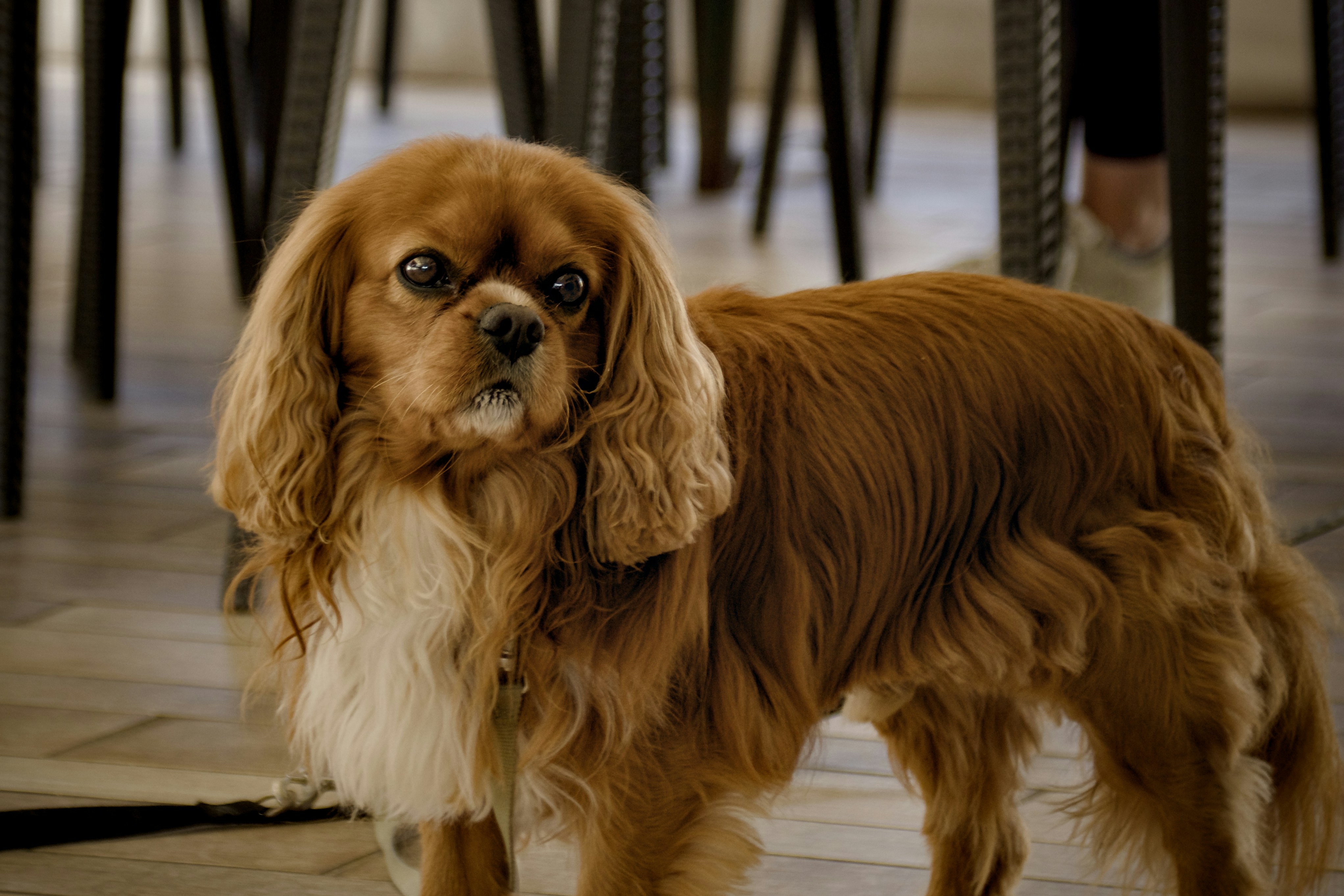 Golden Companion Under cafe Chairs
