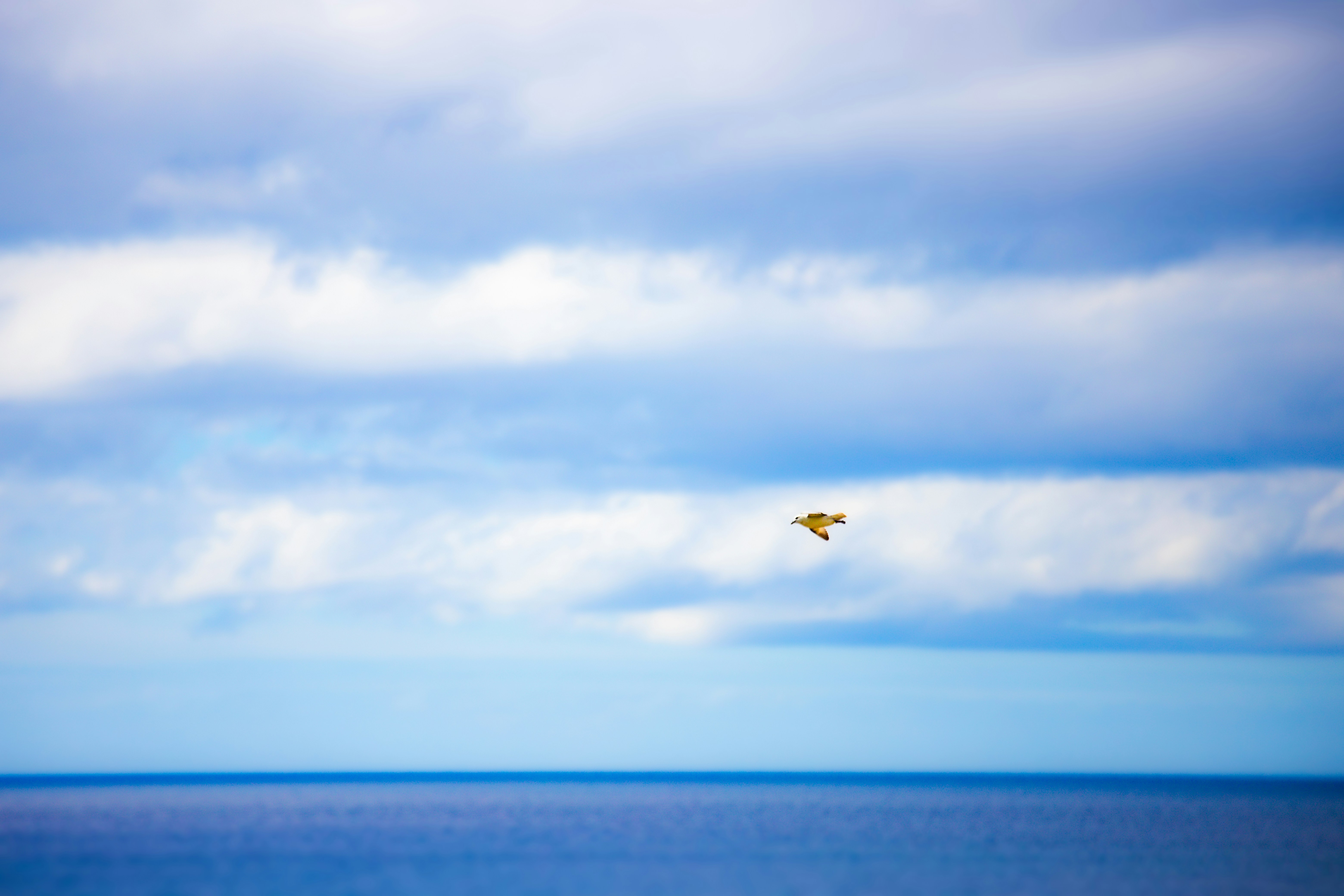 Horizon Flight: A lone seabird skims the blue expanse beneath layered clouds