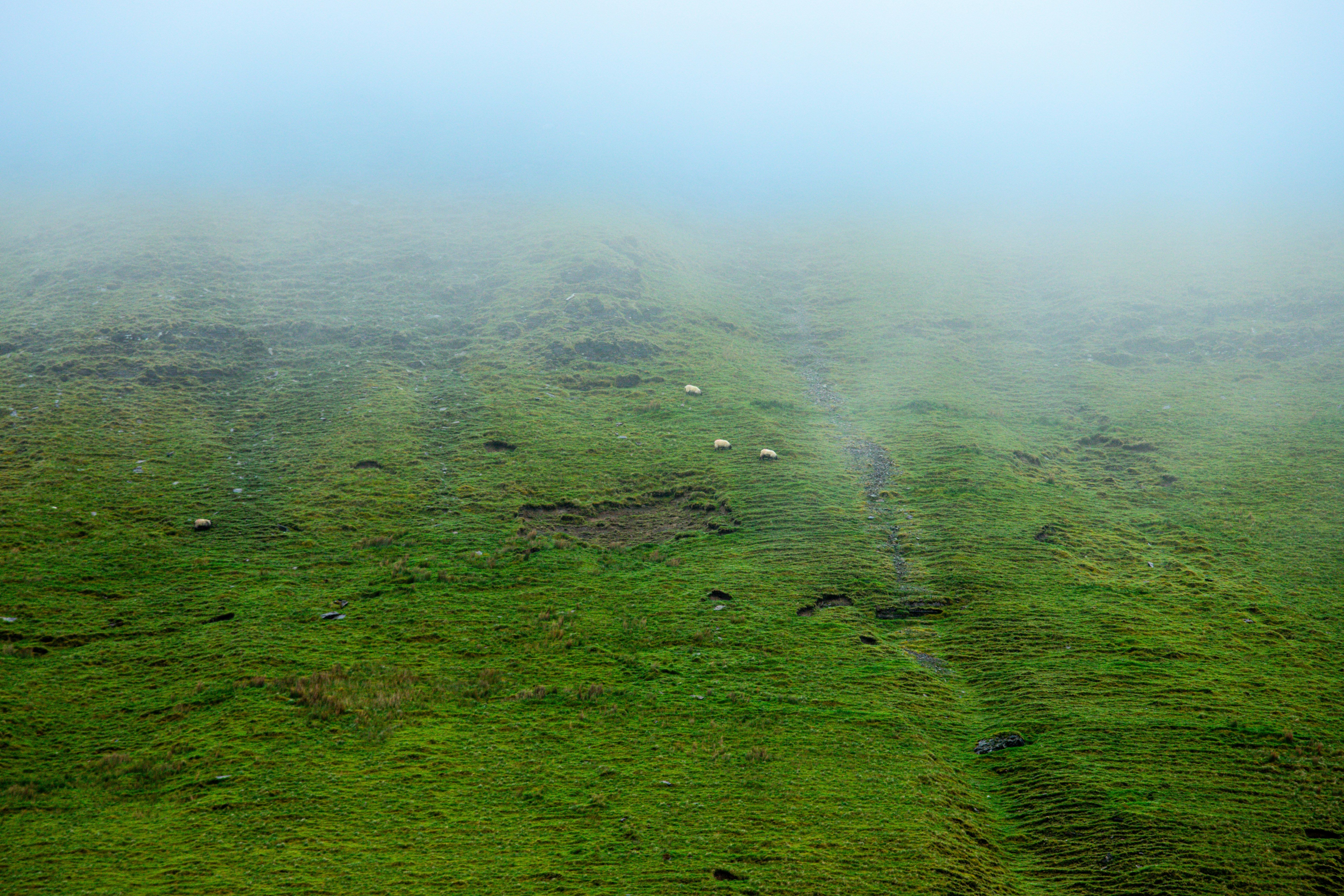 Mossy Moor Under Quiet Clouds