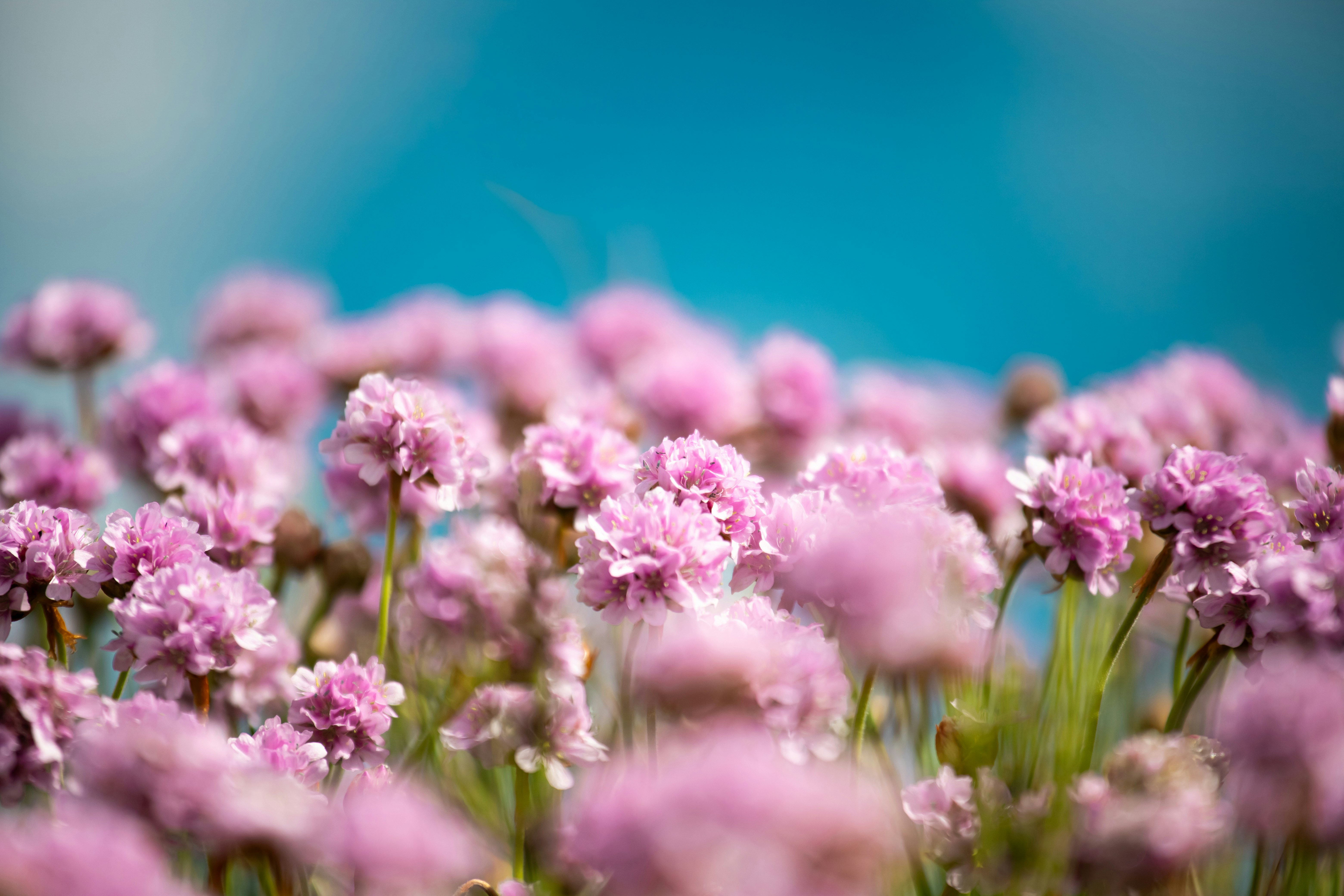 Pink meadow in soft focus under a azure sky