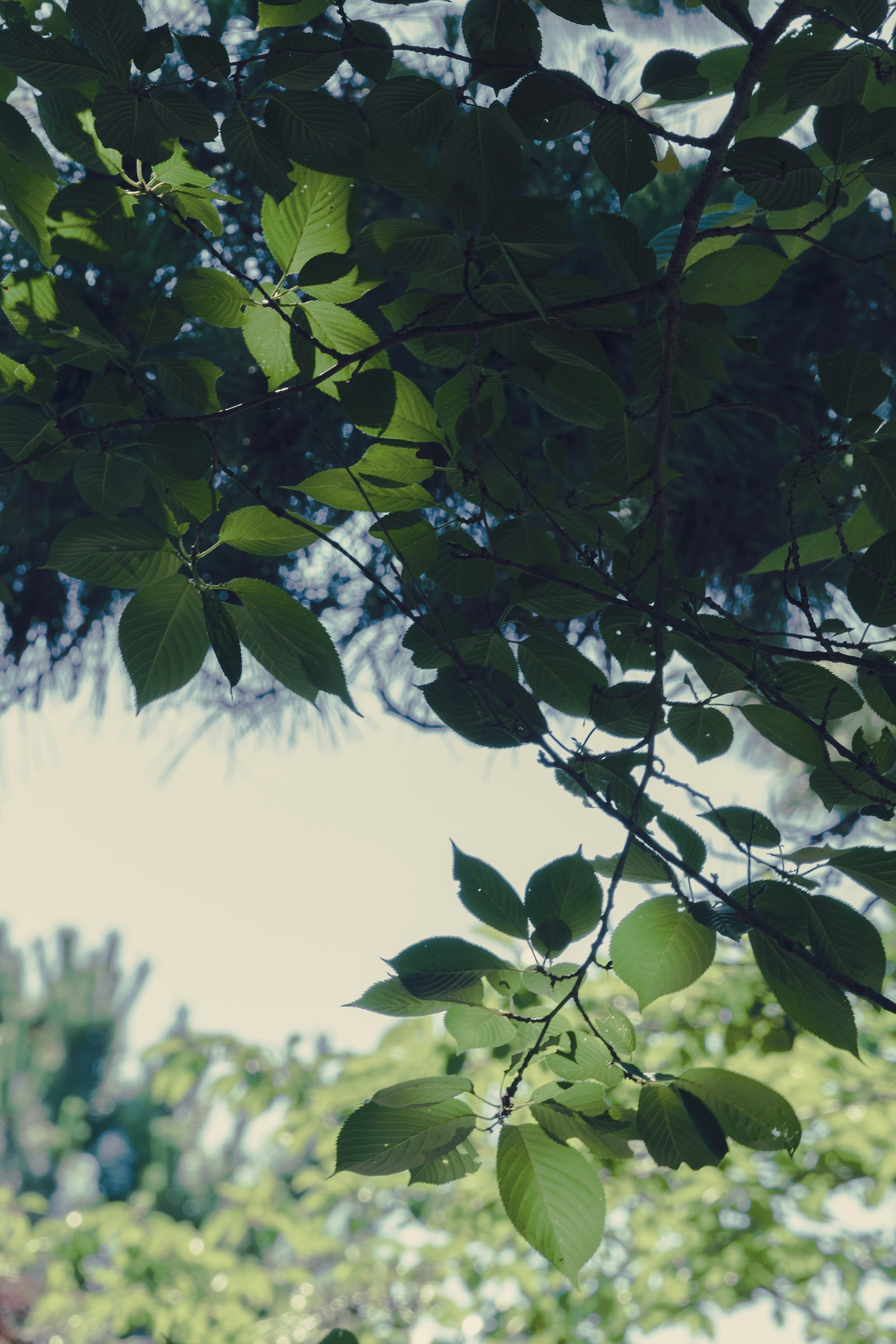 Sunlit Leaves: Framing Nature's Canopy in Soft Backlight