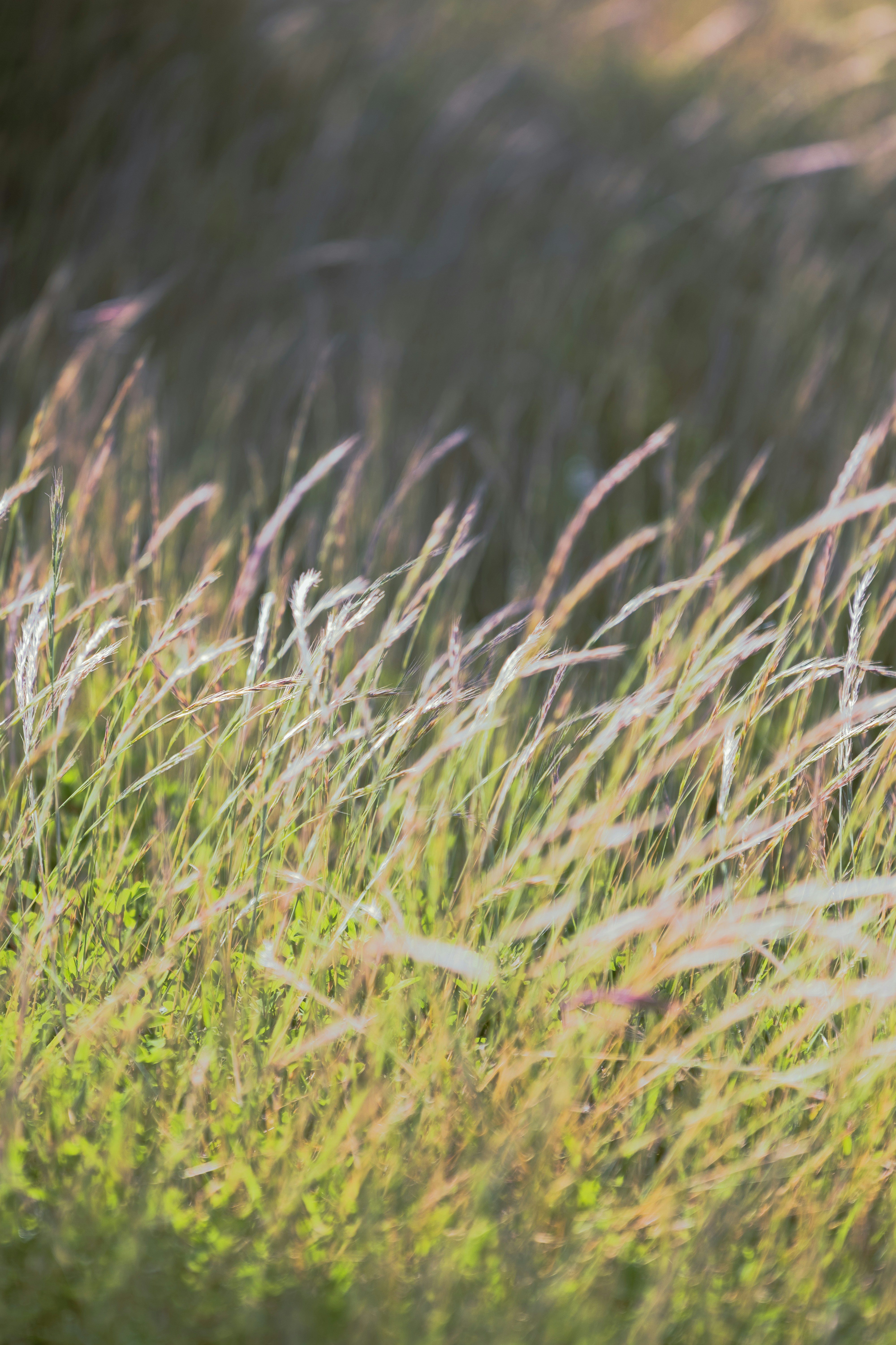 Sunlit Grass sway in a Quiet Meadow