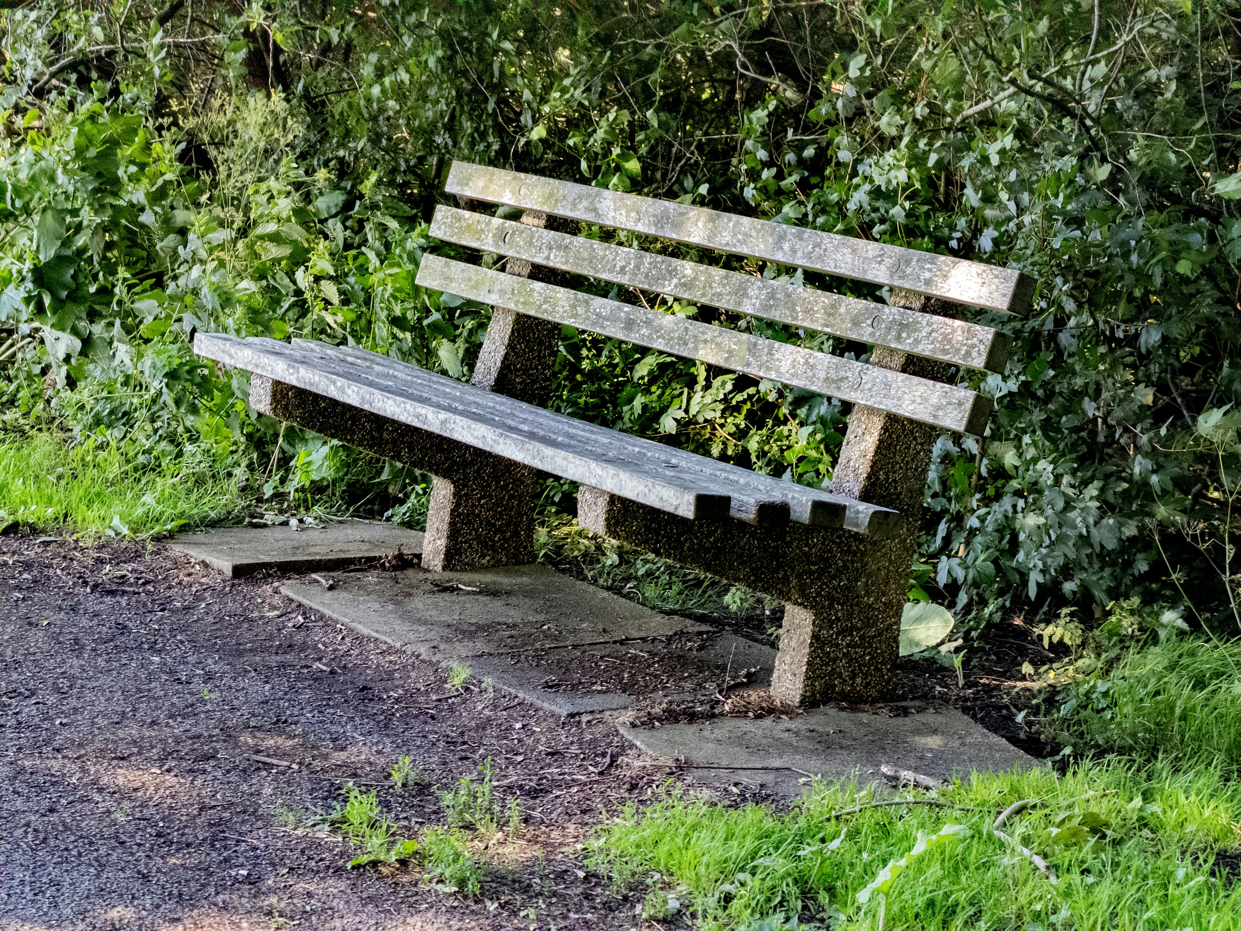 Weathered Bench at the Edge of the Green Corridor
