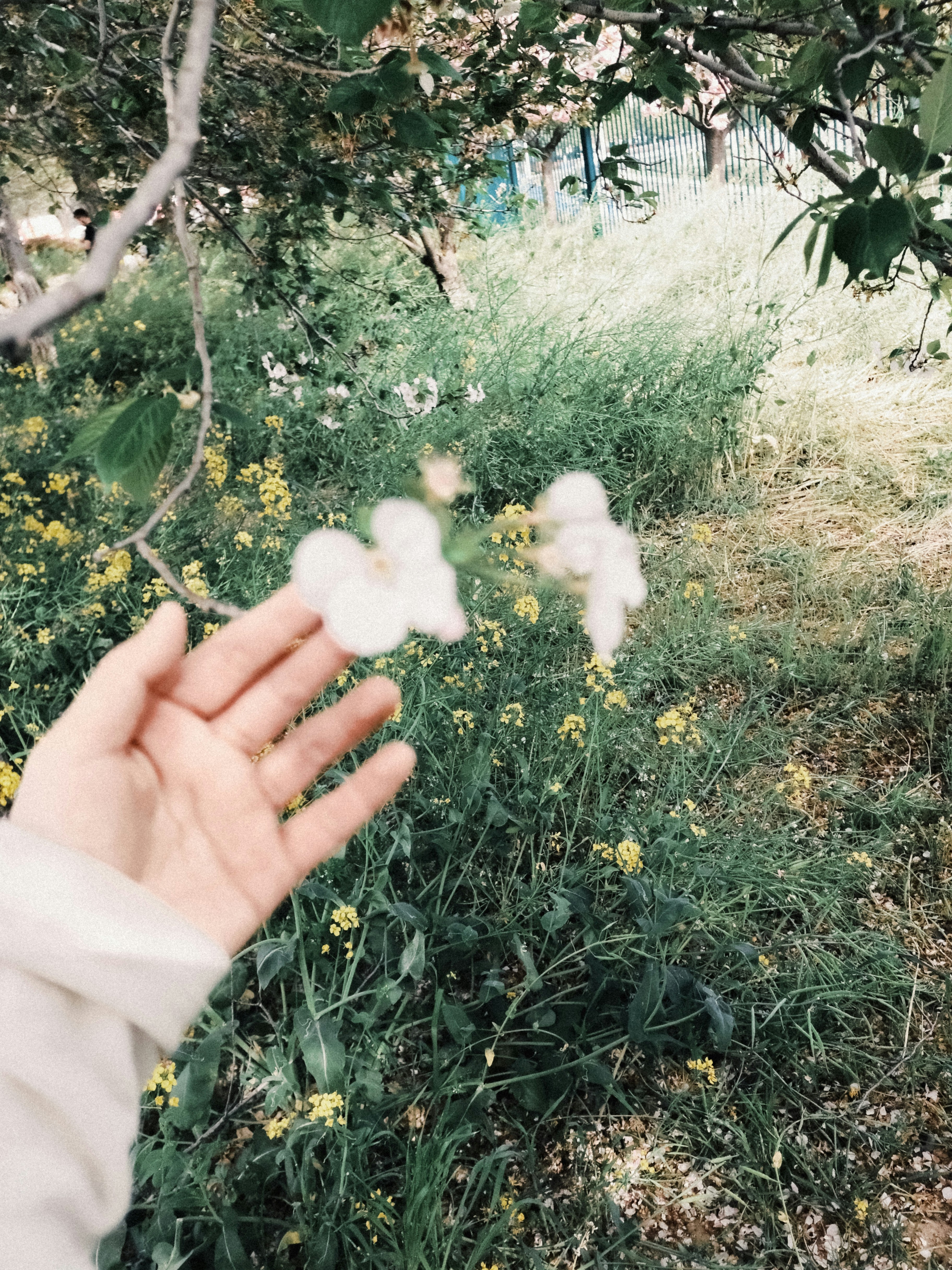 Soft Bloom in a Quiet Garden
